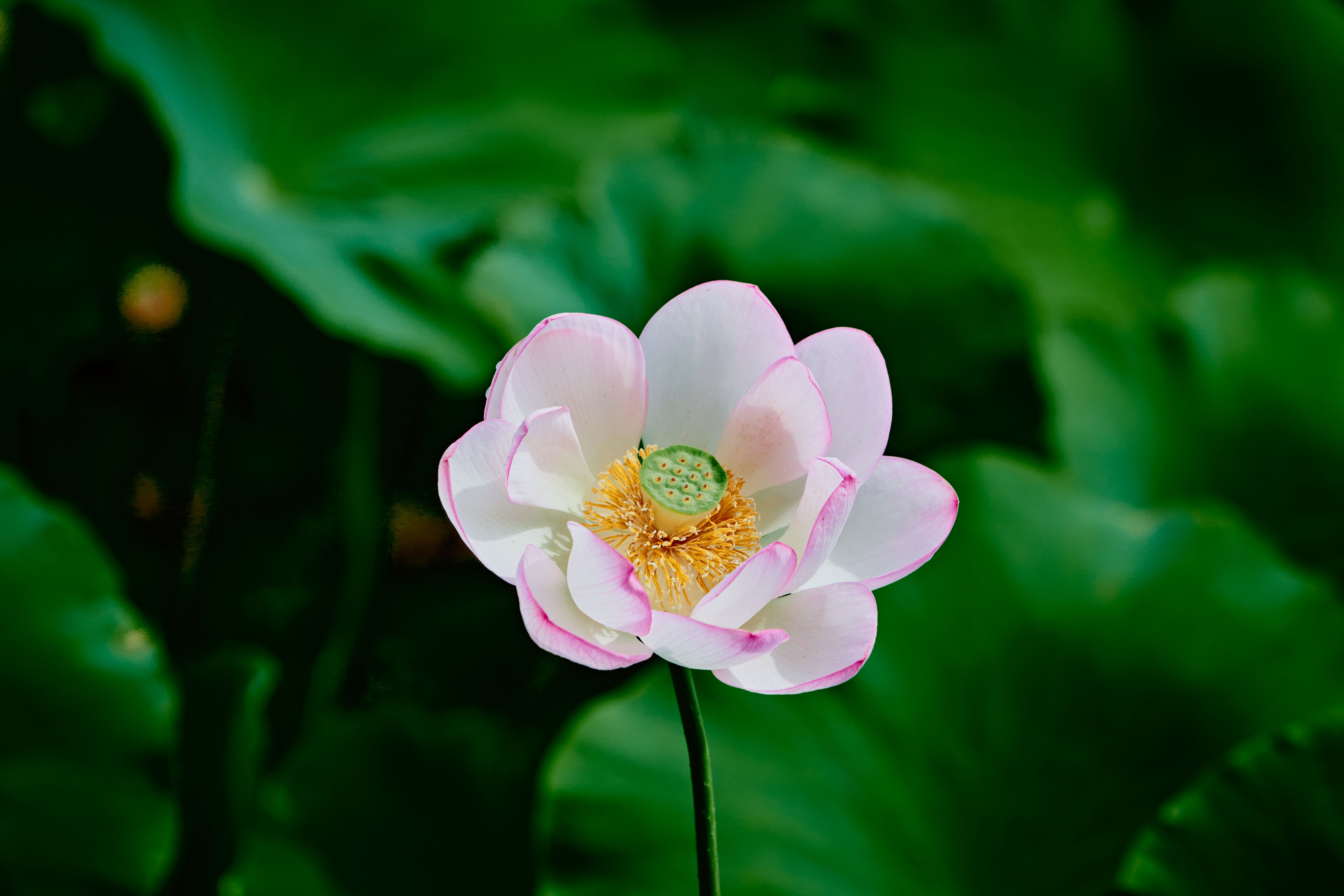 Close up of Lotus Flower · Free Stock Photo