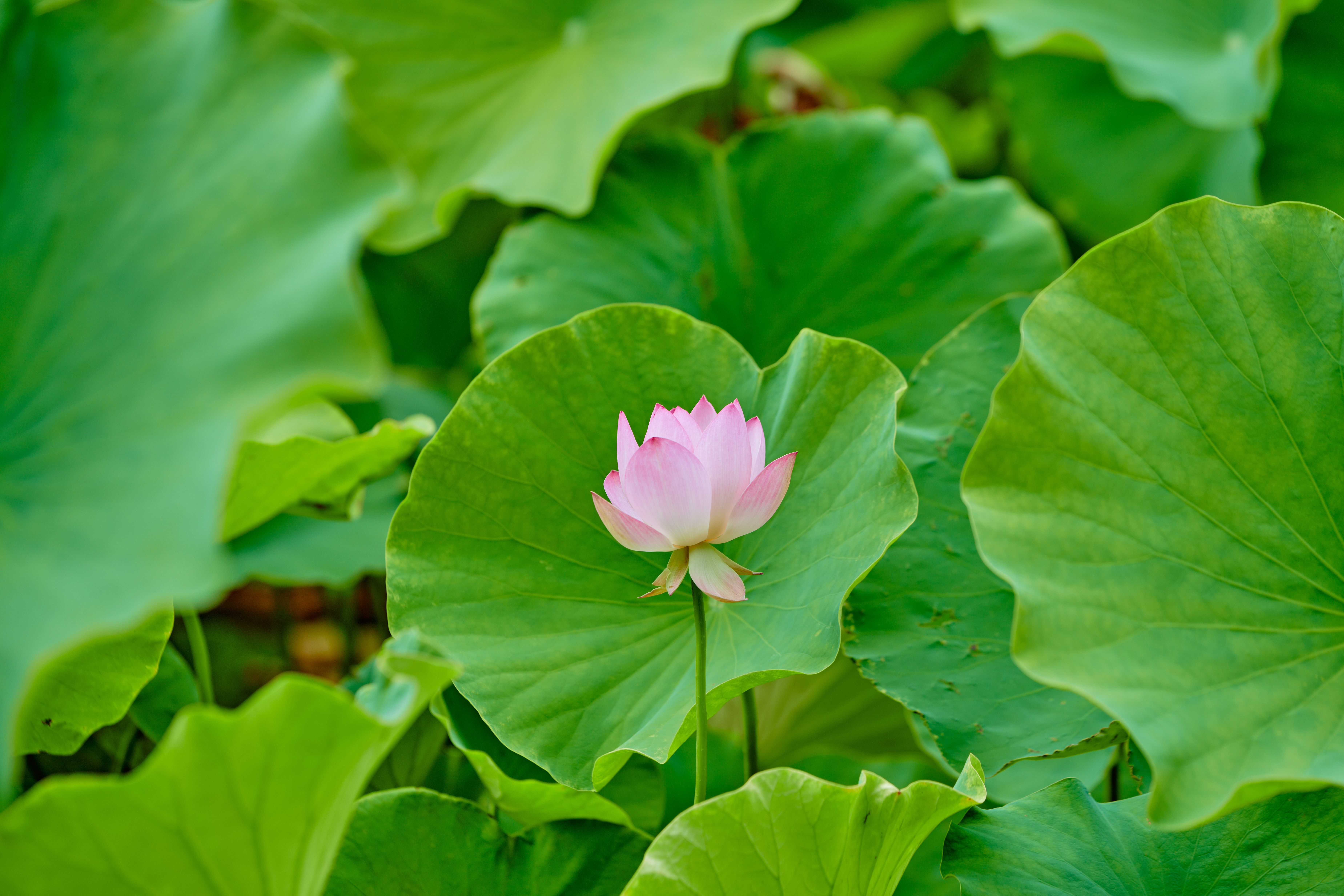Close-up Photography of Lotus · Free Stock Photo