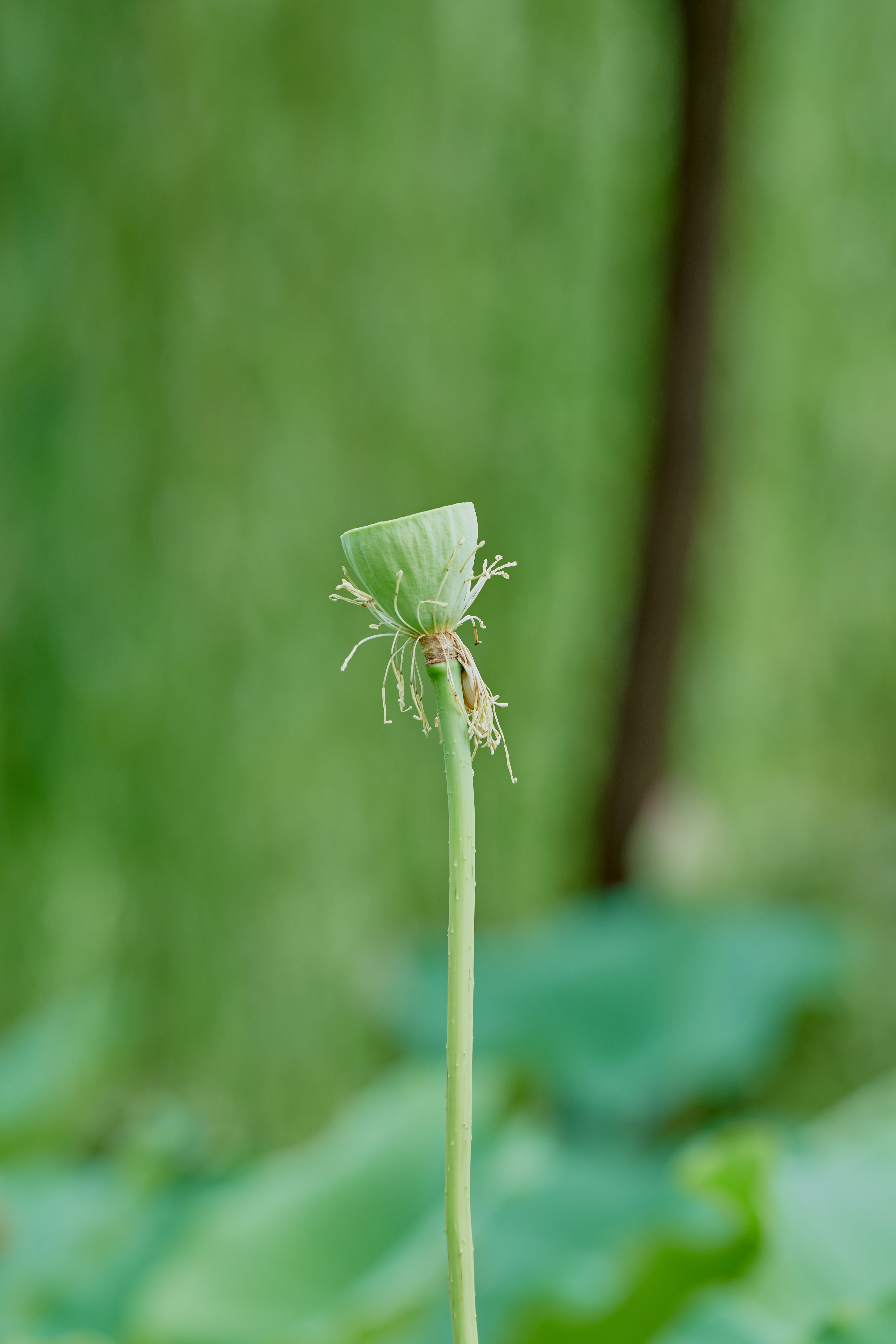 Green Plant and Stem · Free Stock Photo