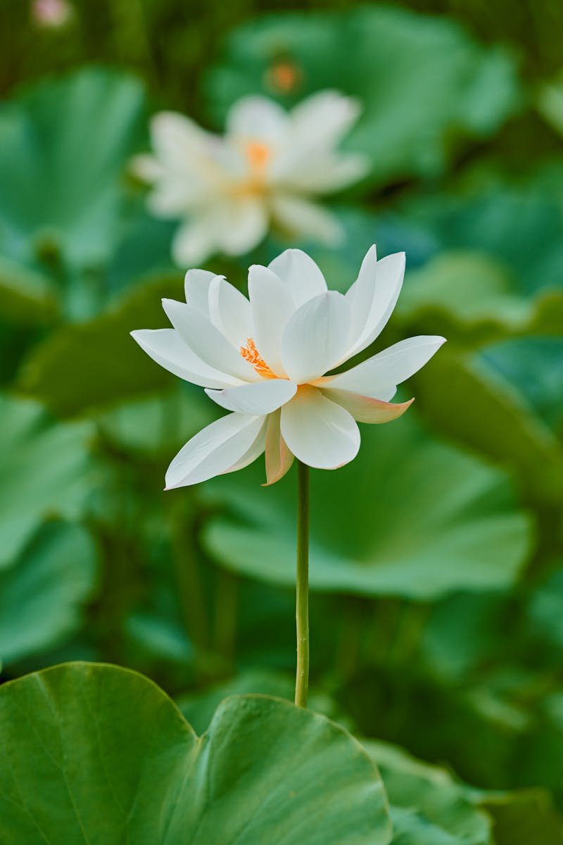 White Lotus Photos, Download The BEST Free White Lotus Stock Photos ...
