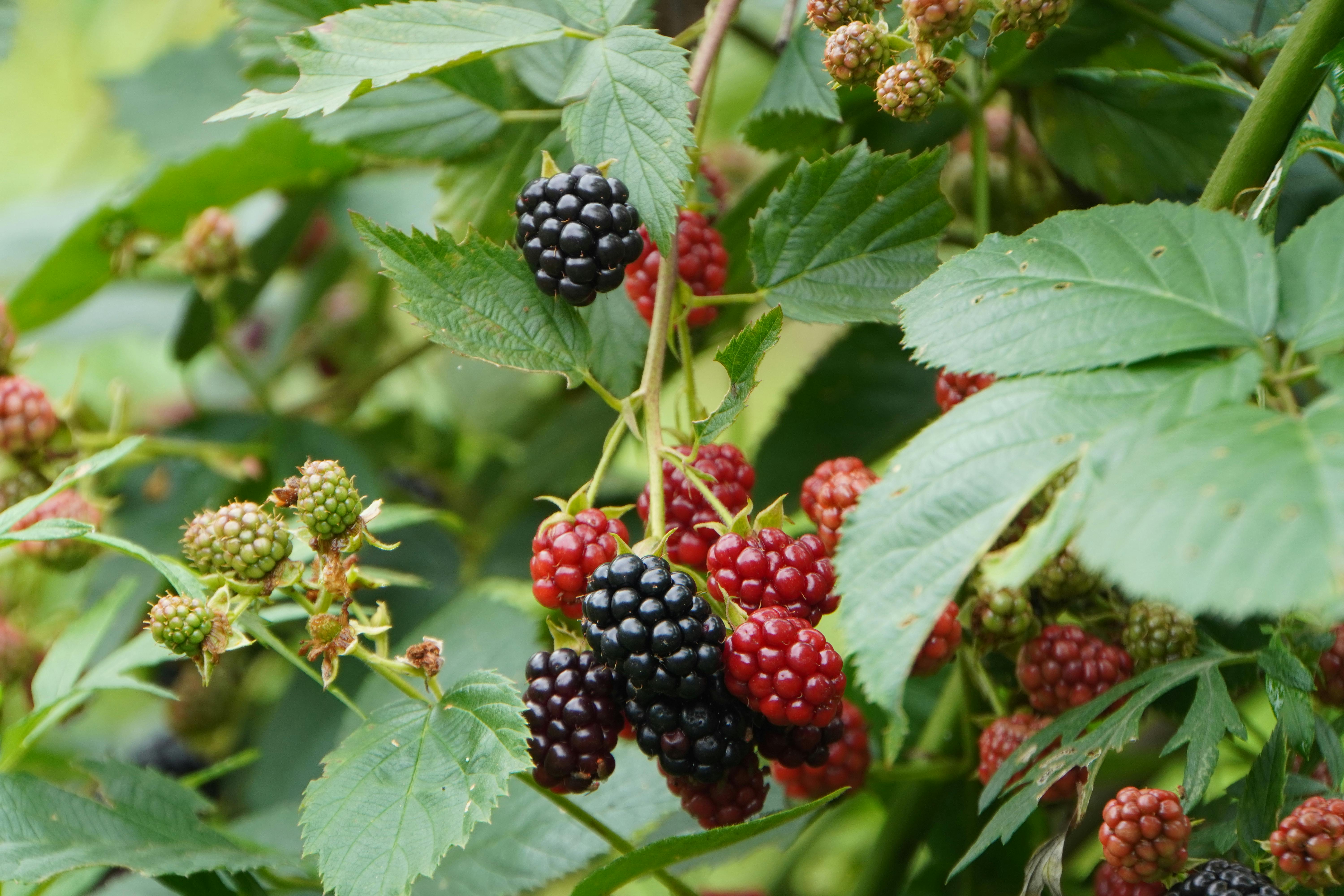 Shallow Focus Photography of Berries · Free Stock Photo
