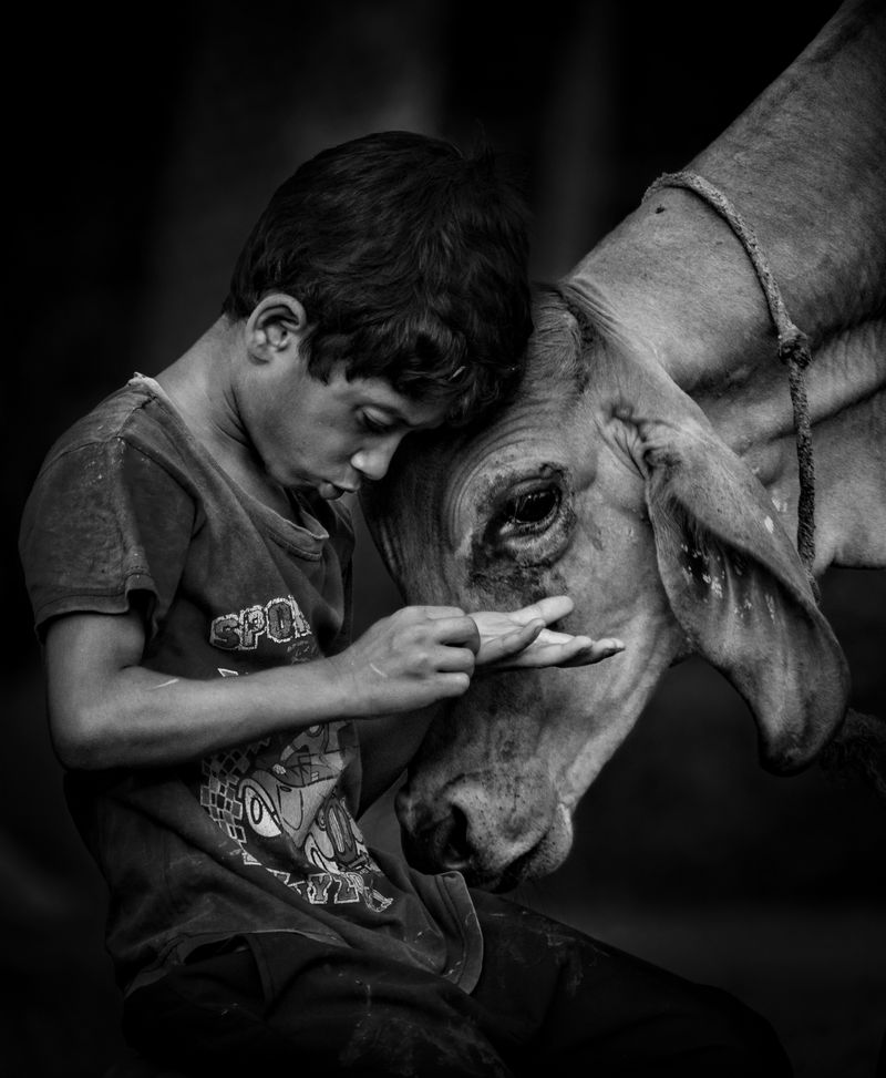 Cow Boy Photos, Download The BEST Free Cow Boy Stock Photos & HD Images