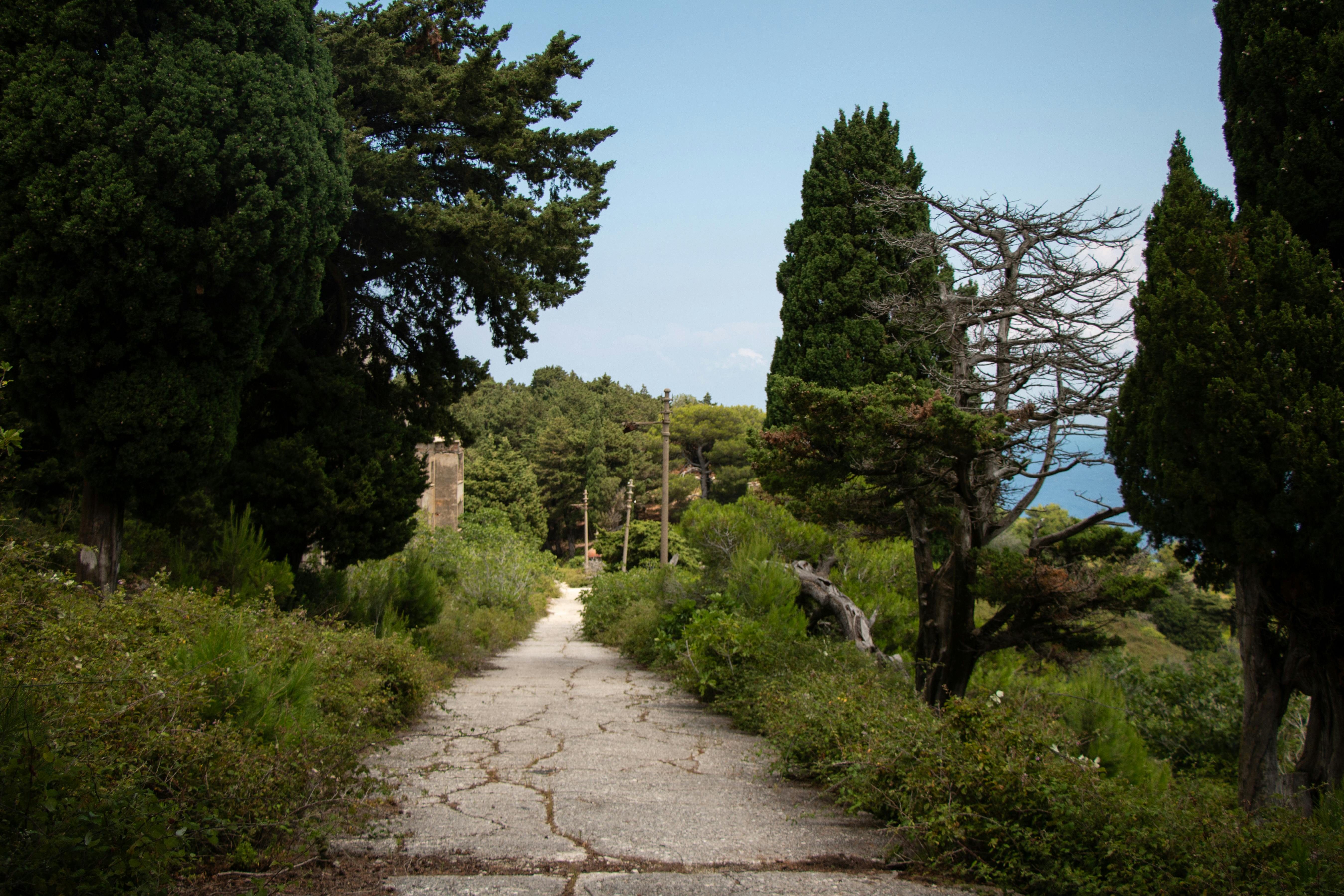 Cracked Path through Coastal Greenery · Free Stock Photo