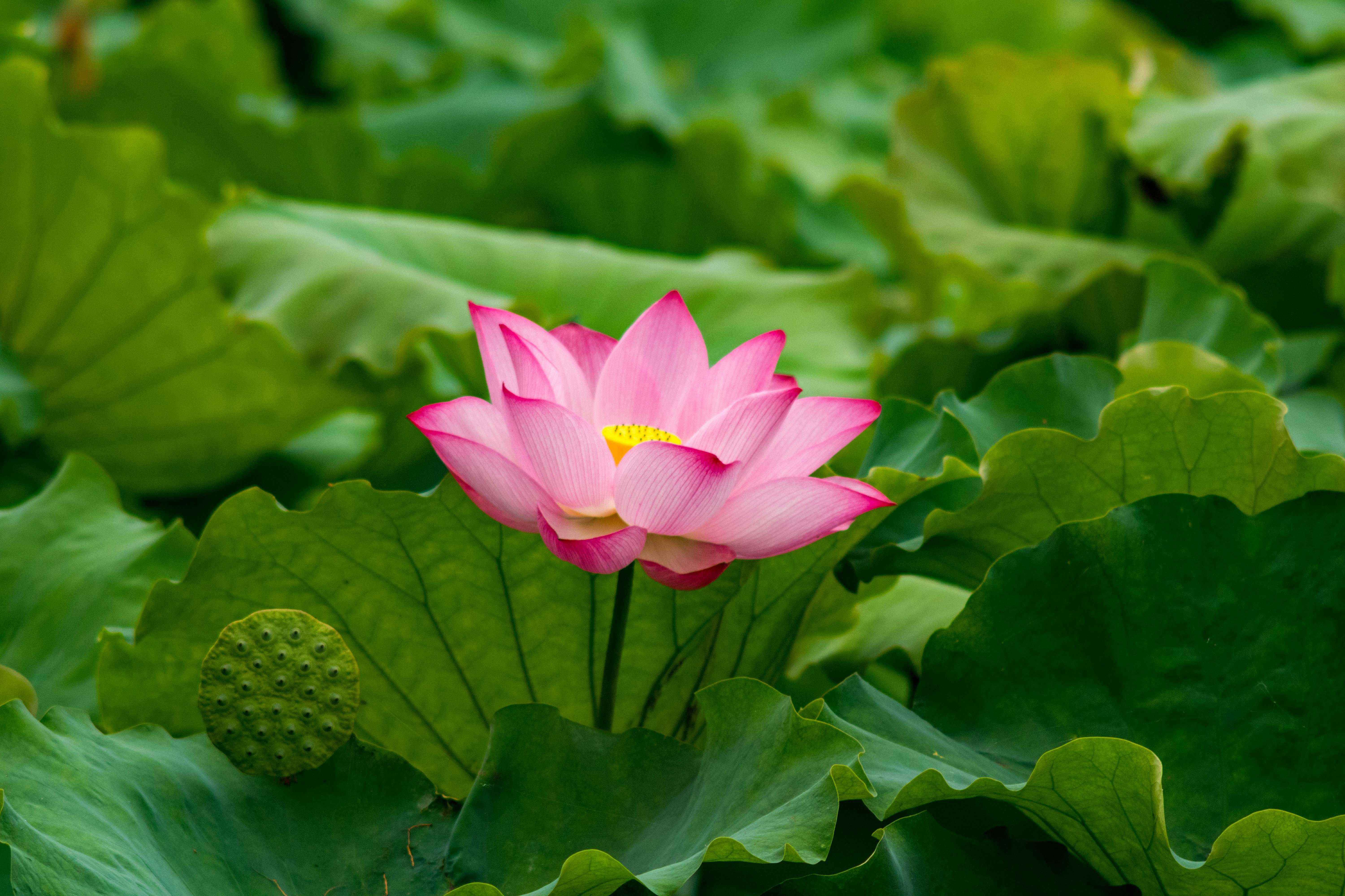 Close-up of a Lotus · Free Stock Photo