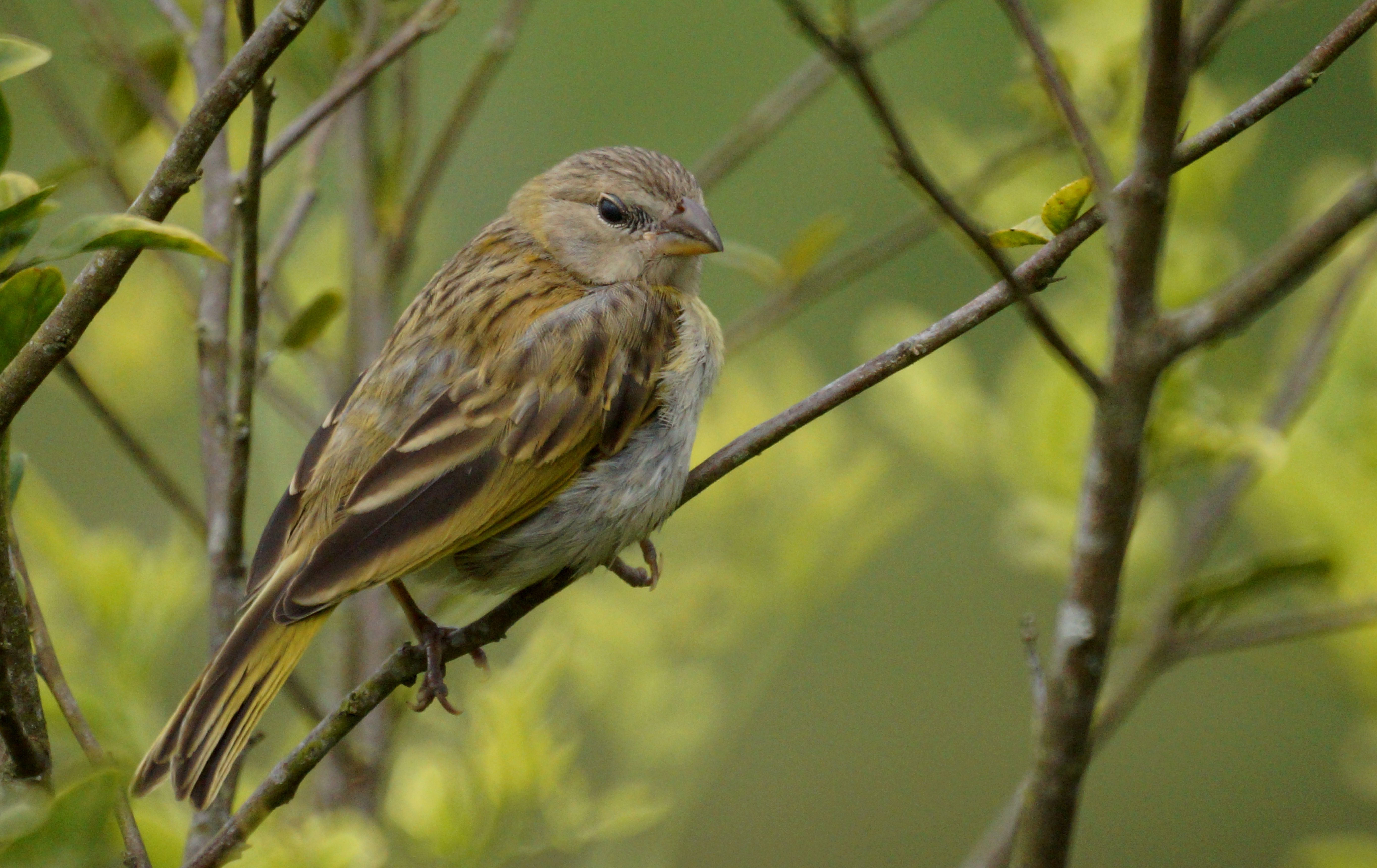 Close-Up Photo of a Saffron Finch Bird Sitting on a Tree Twig · Free ...