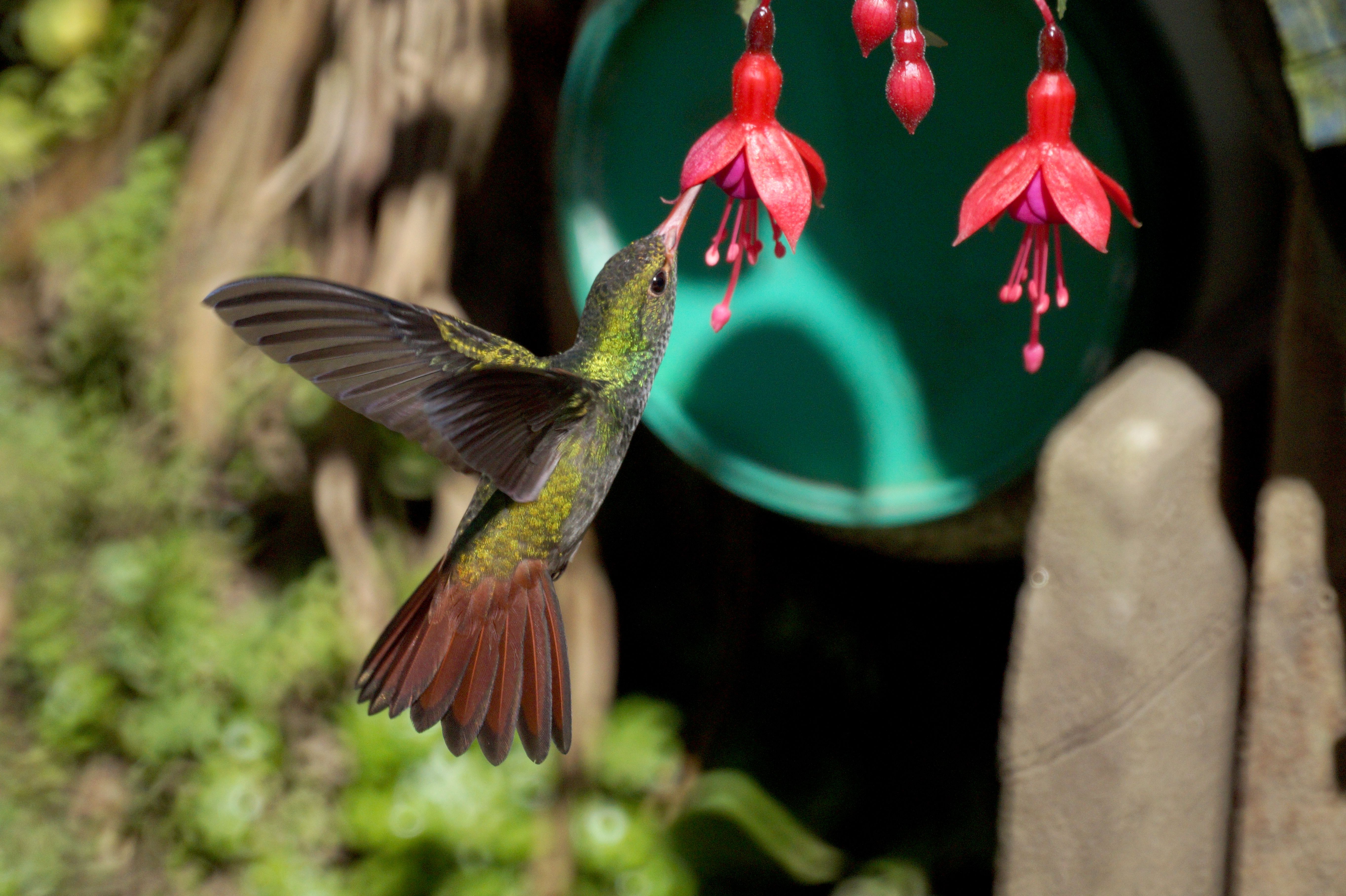 A Hummingbird Reaching a Fuchsia Flower · Free Stock Photo