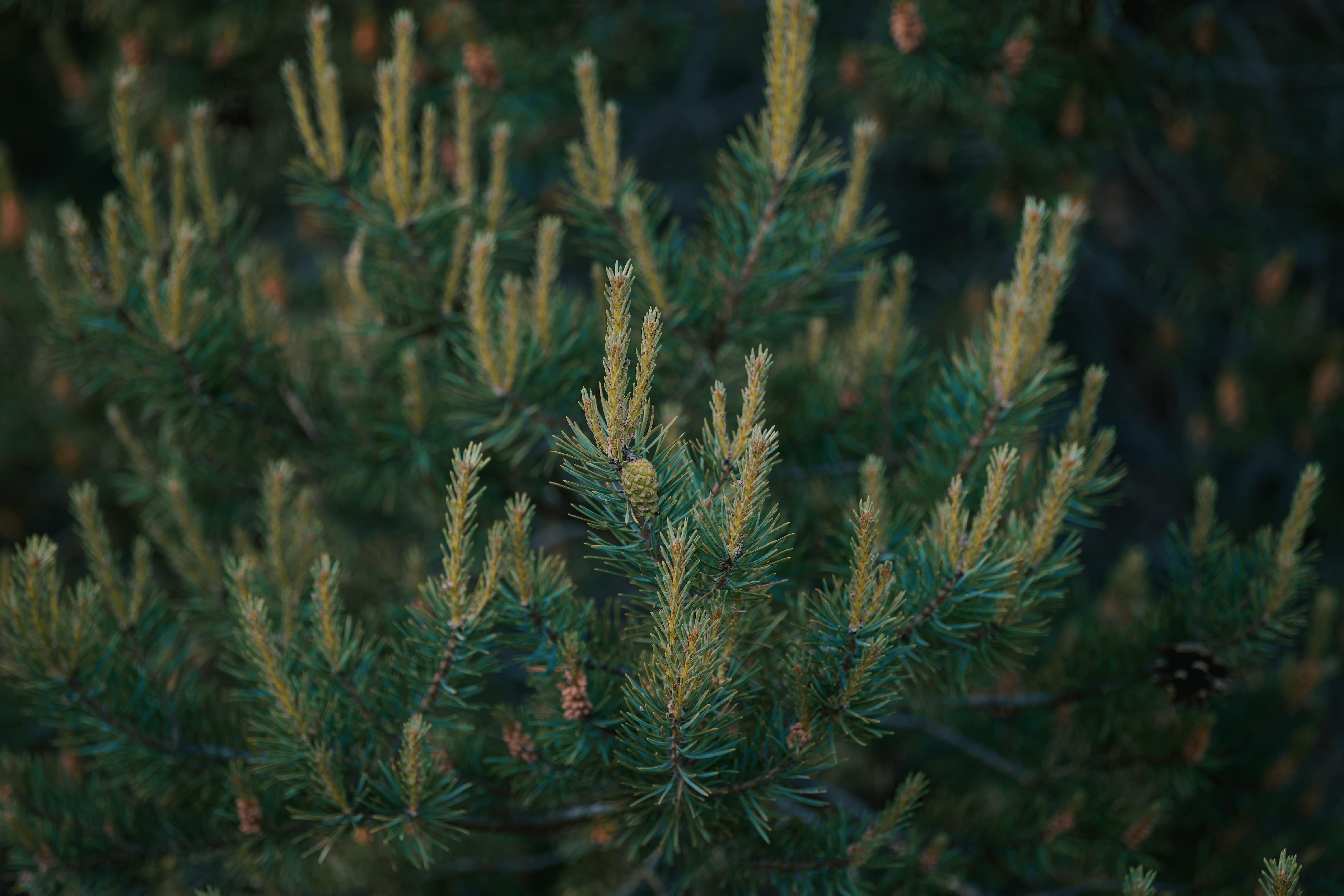 Close-Up of Silver Spruce · Free Stock Photo