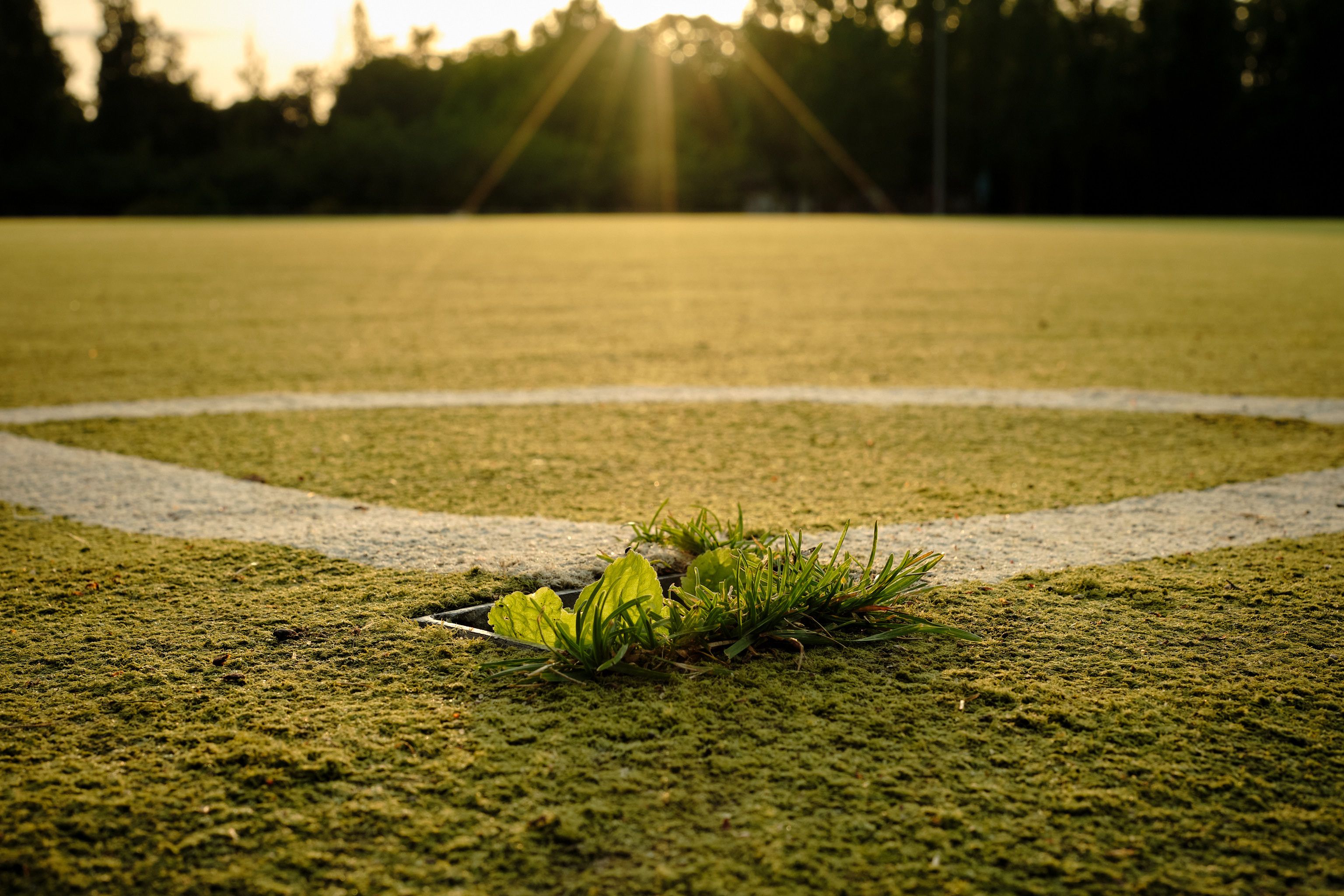 Corner of Sports Field in Summer · Free Stock Photo