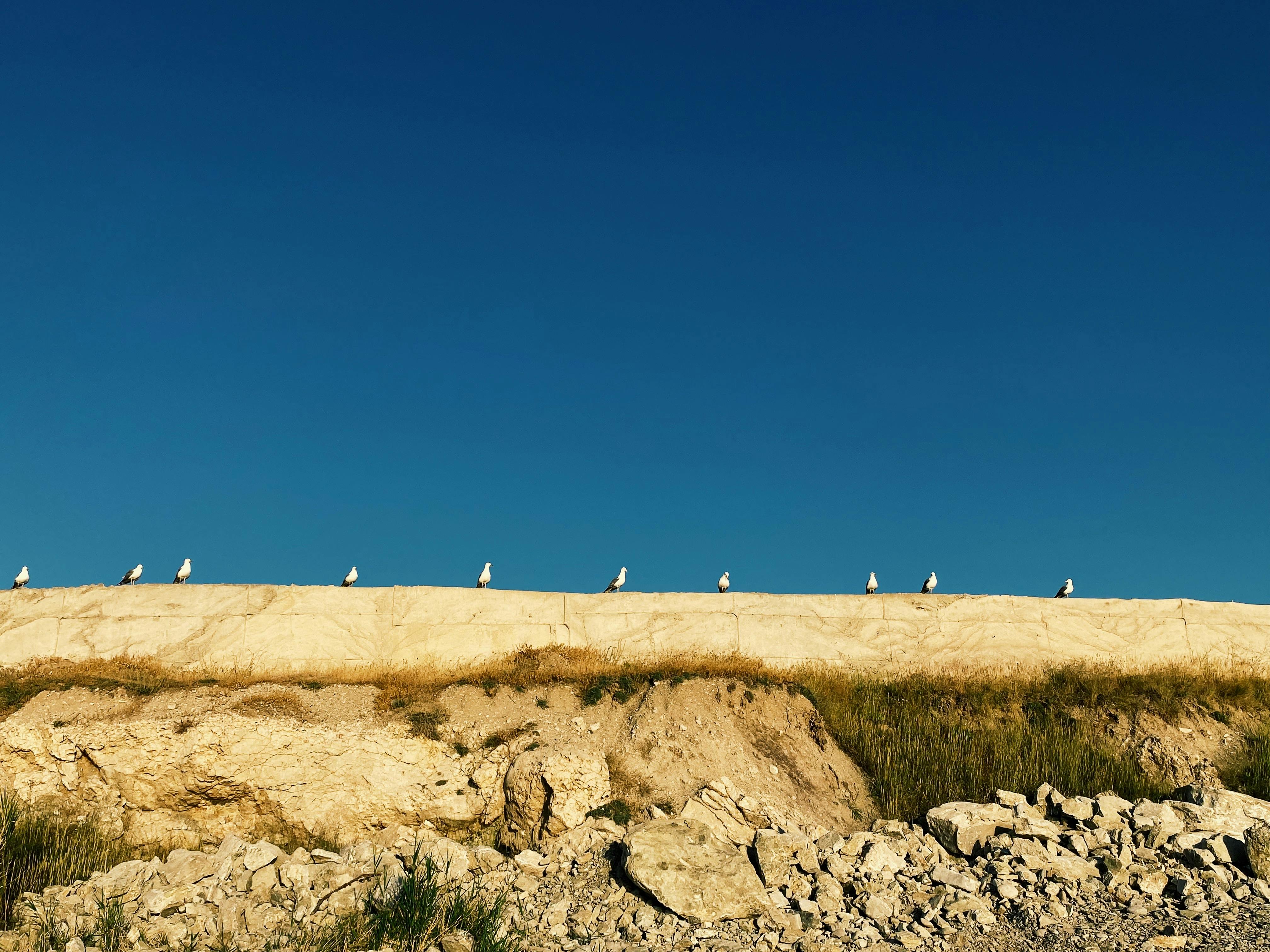 Animals Clipart Photos, Download The BEST Free Animals Clipart Stock ...