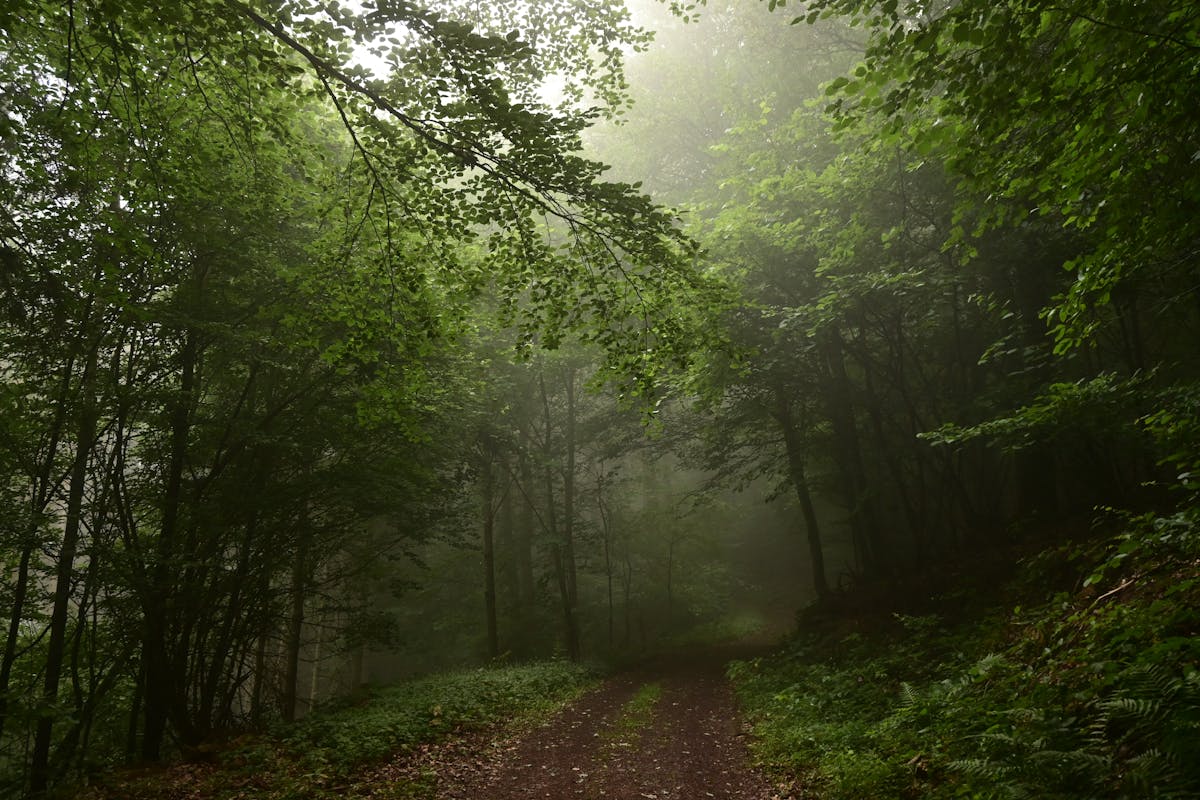 Deep Forest Wallpaper Photos, Download The BEST Free Deep Forest ...