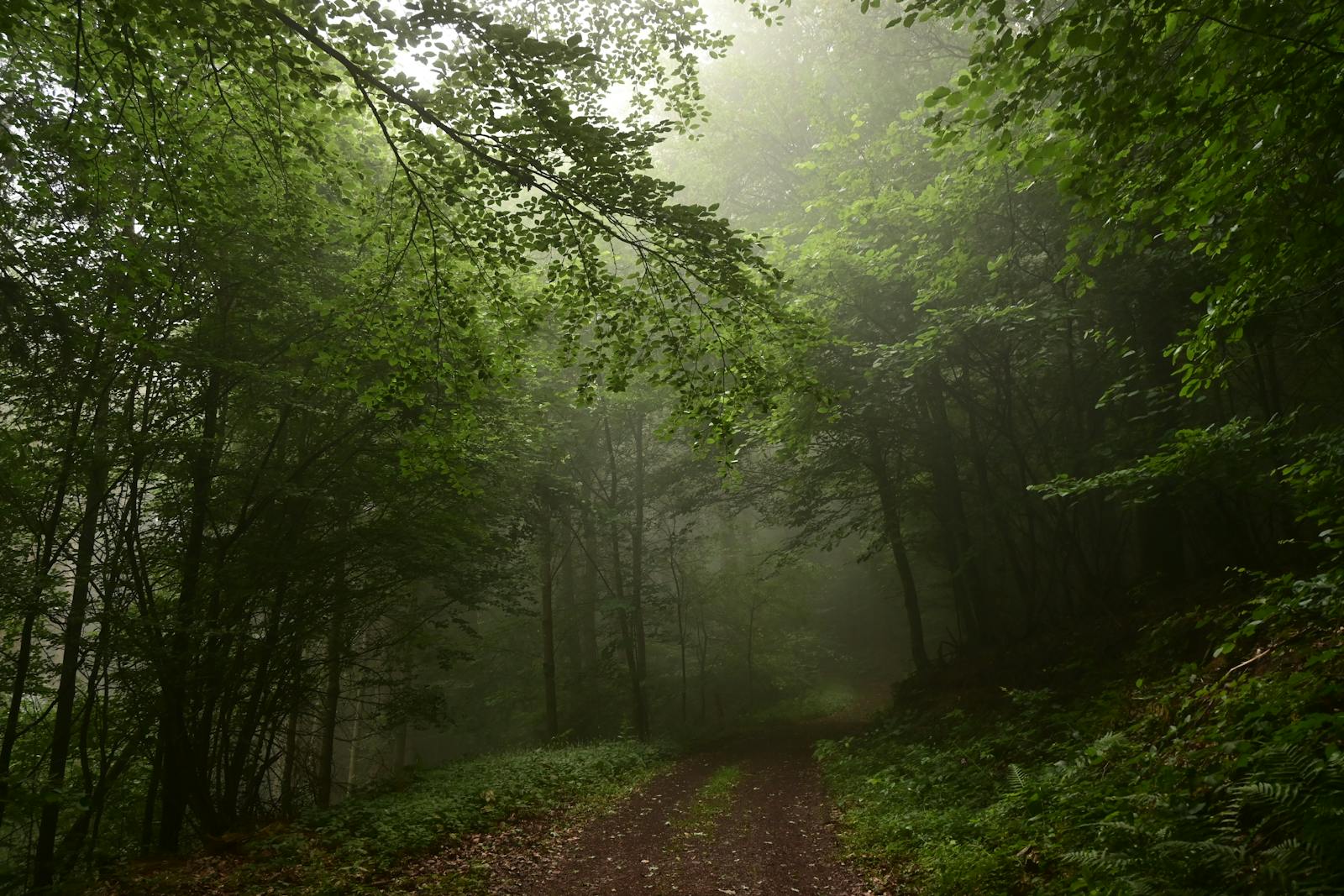 Deep Forest Wallpaper Photos, Download The BEST Free Deep Forest Wallpaper Stock Photos & HD Images