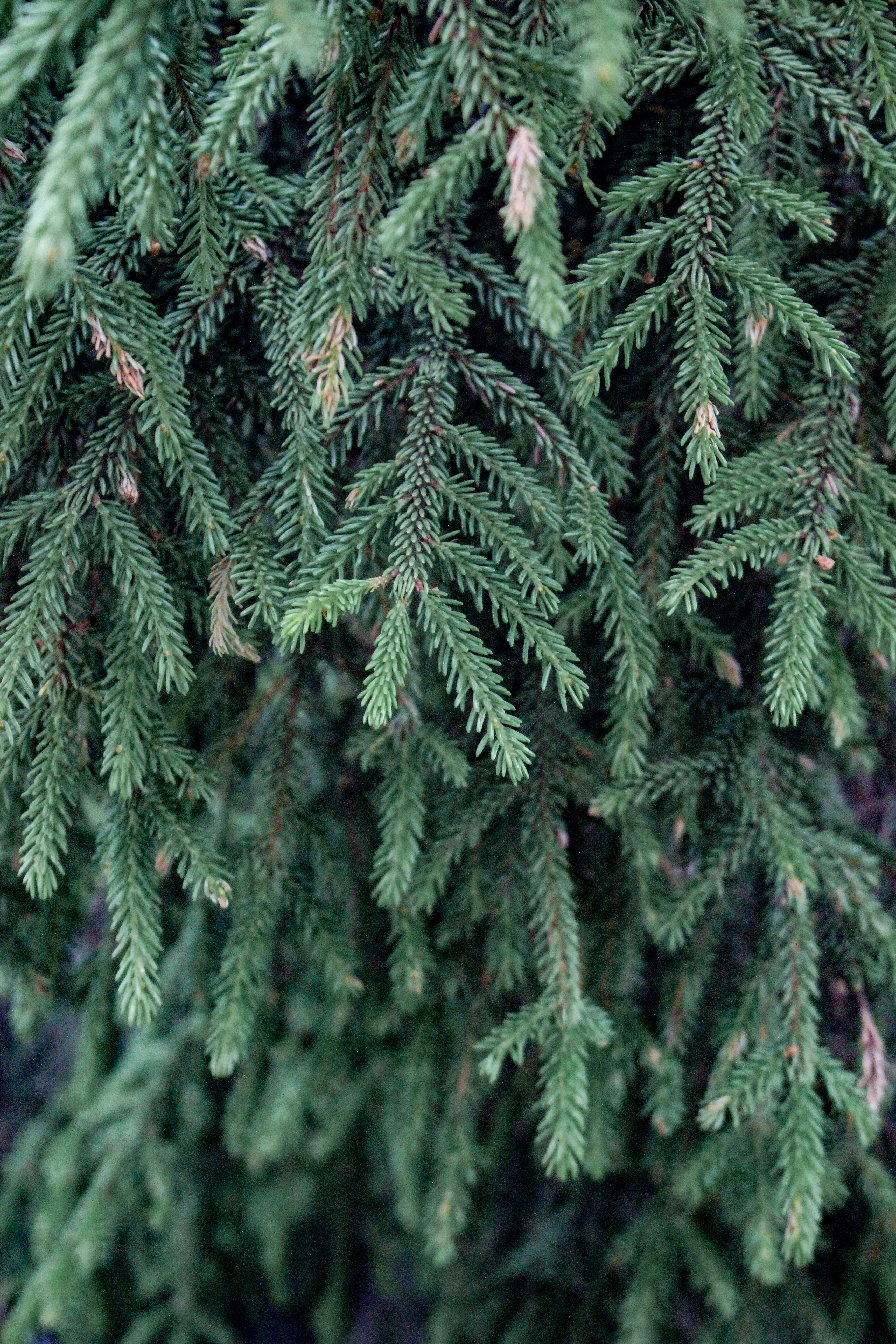 Closeup Conifer Tree · Free Stock Photo