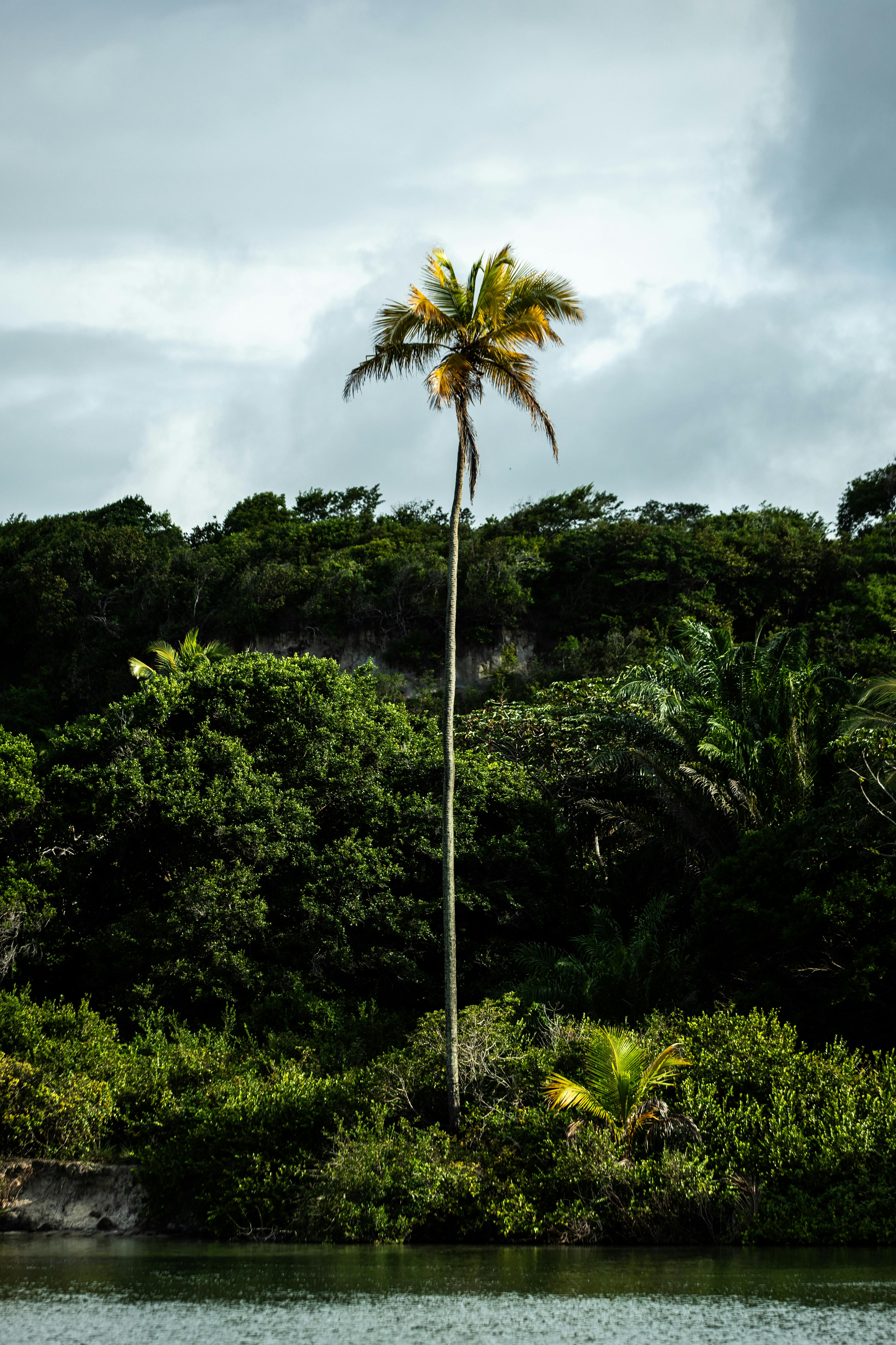 Palm Tree on Seashore · Free Stock Photo