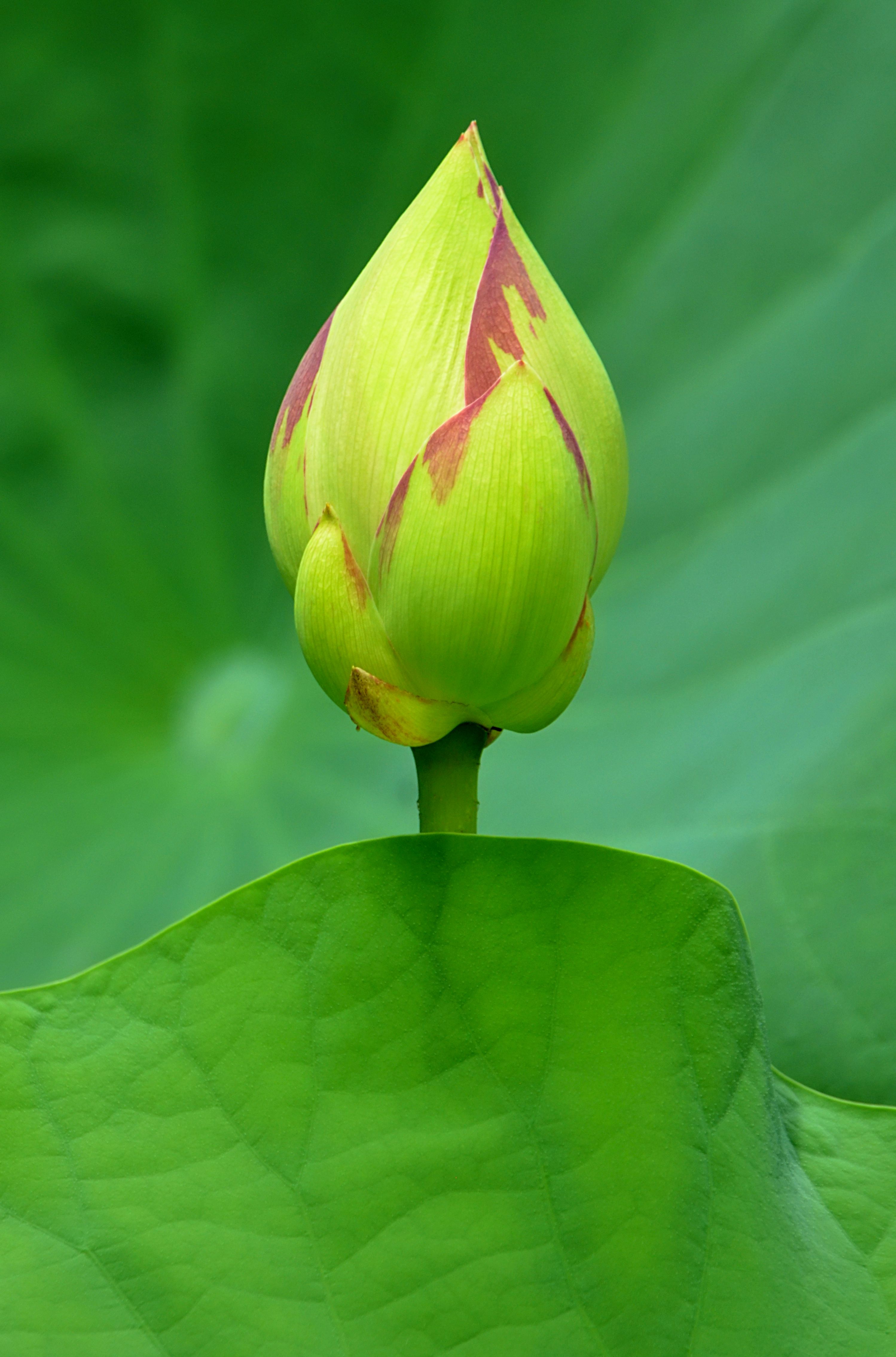Bud of Lotus · Free Stock Photo