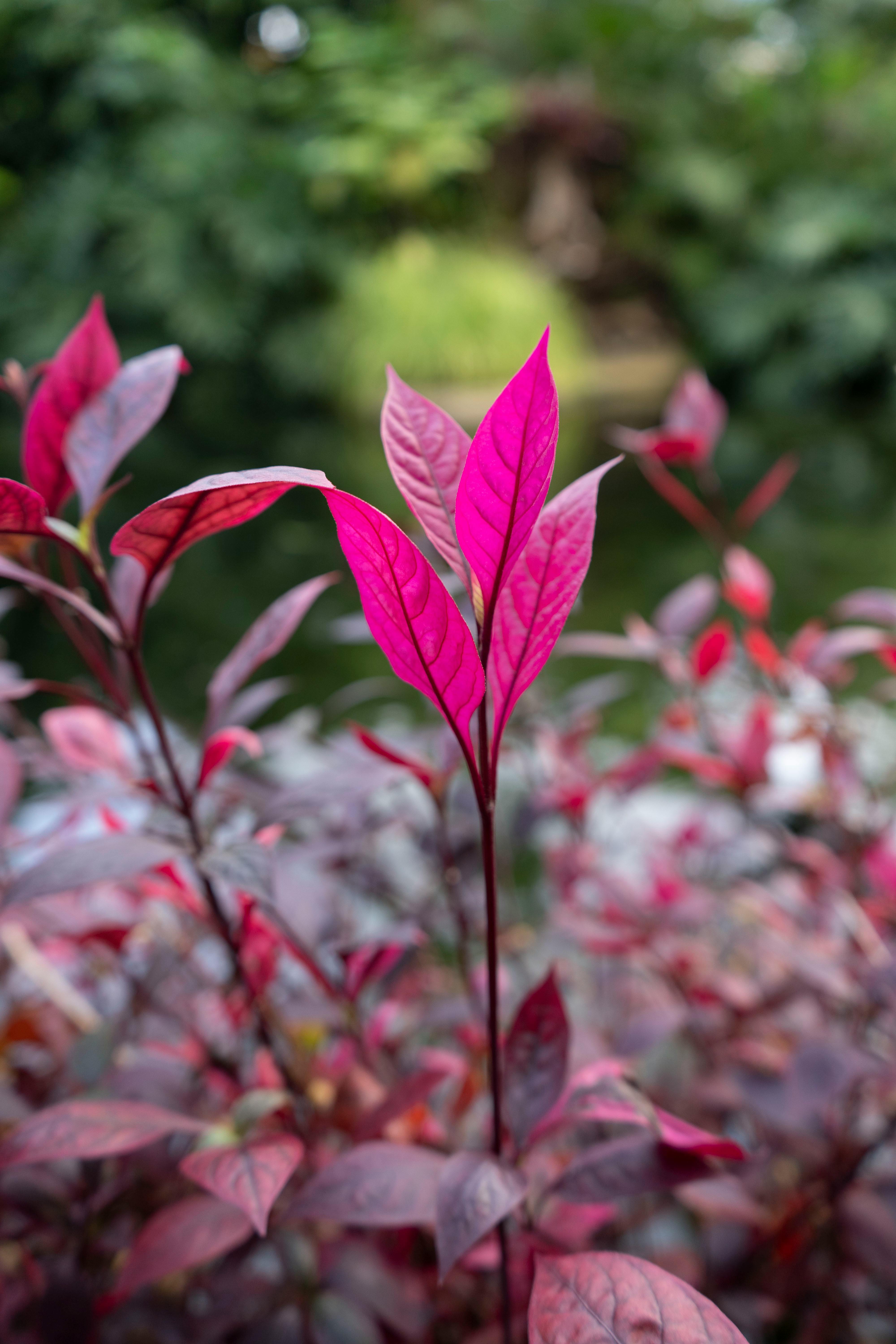 90.000+ Foto Tumbuhan Terbaik · Unduh Gratis 100% · Foto Stok Pexels