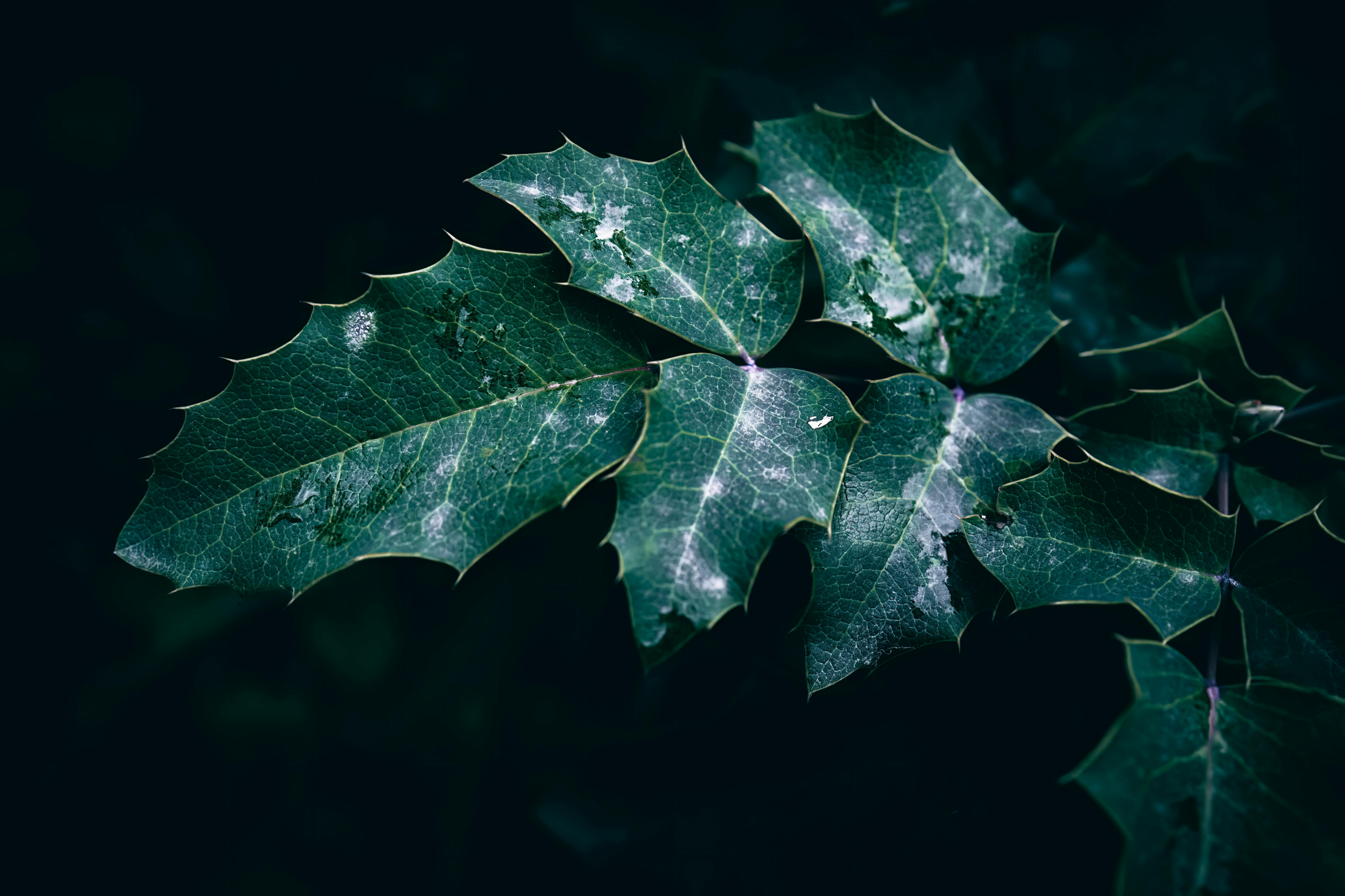 Desktop Wallpaper Plant Photos, Download The BEST Free Desktop ...