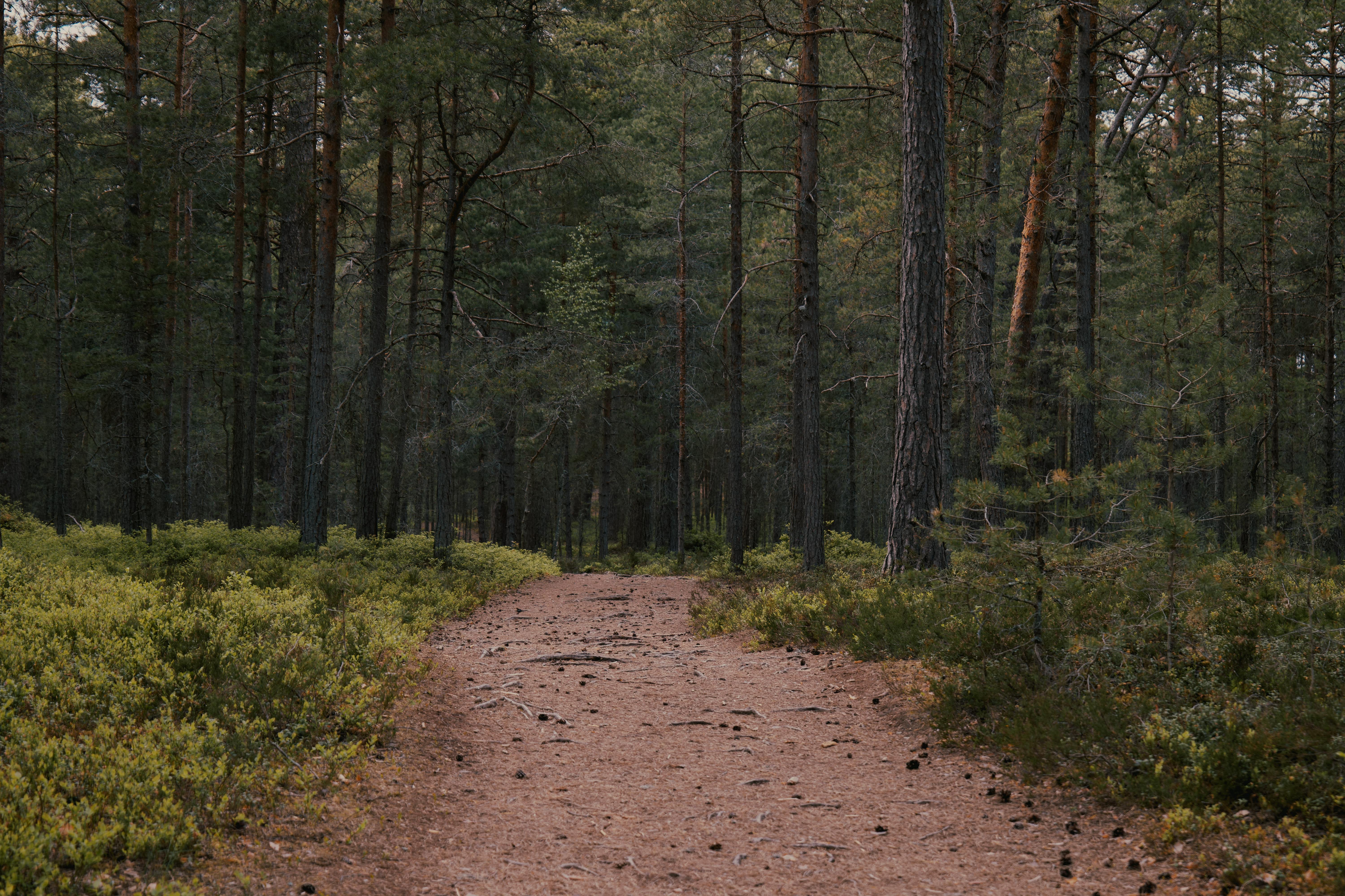 Path With Trees In Between · Free Stock Photo