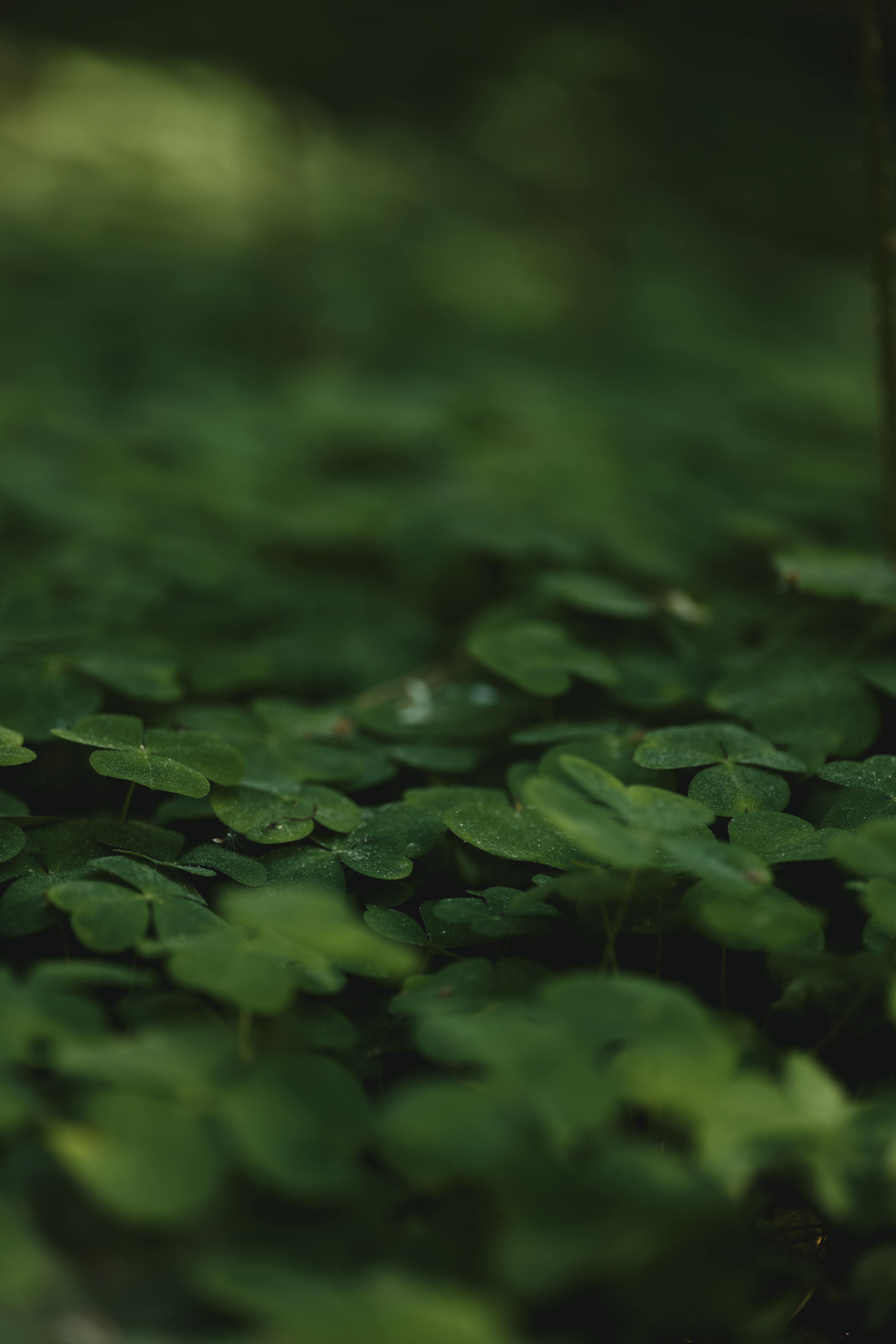 Desktop Wallpaper Plant Photos, Download The BEST Free Desktop ...