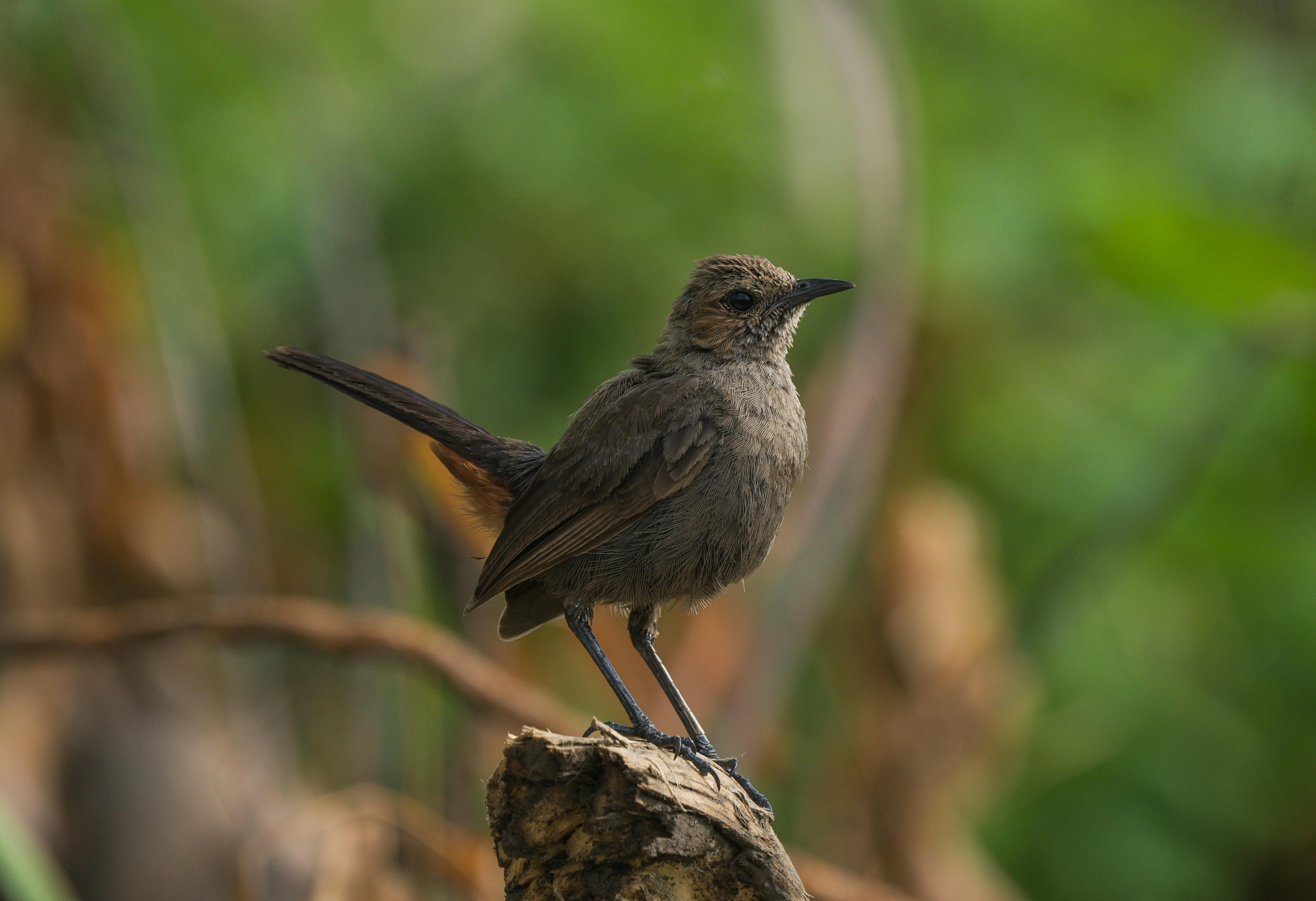 Small Robin Bird · Free Stock Photo