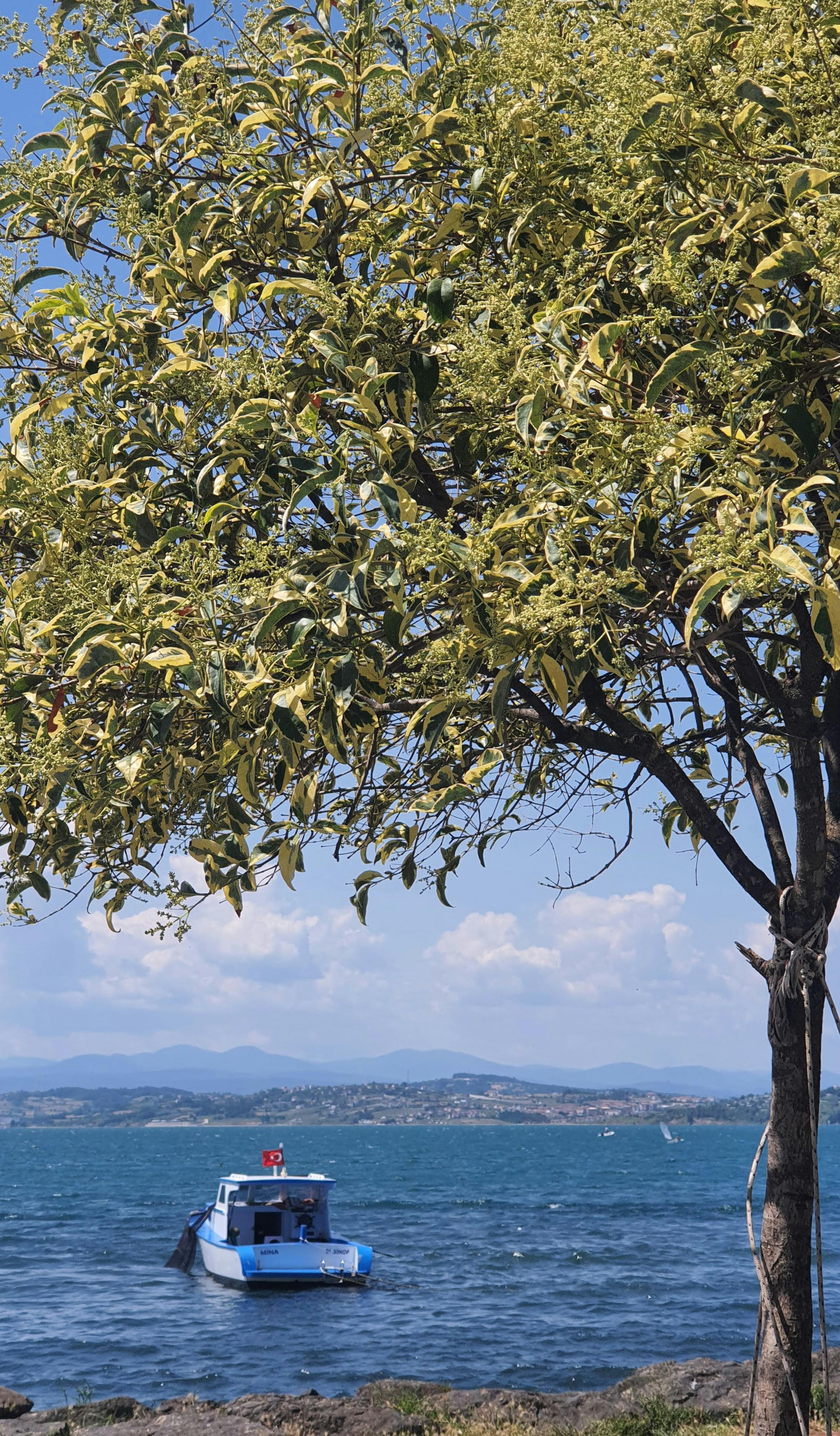 Single Tree on Sea Shore in Turkey · Free Stock Photo