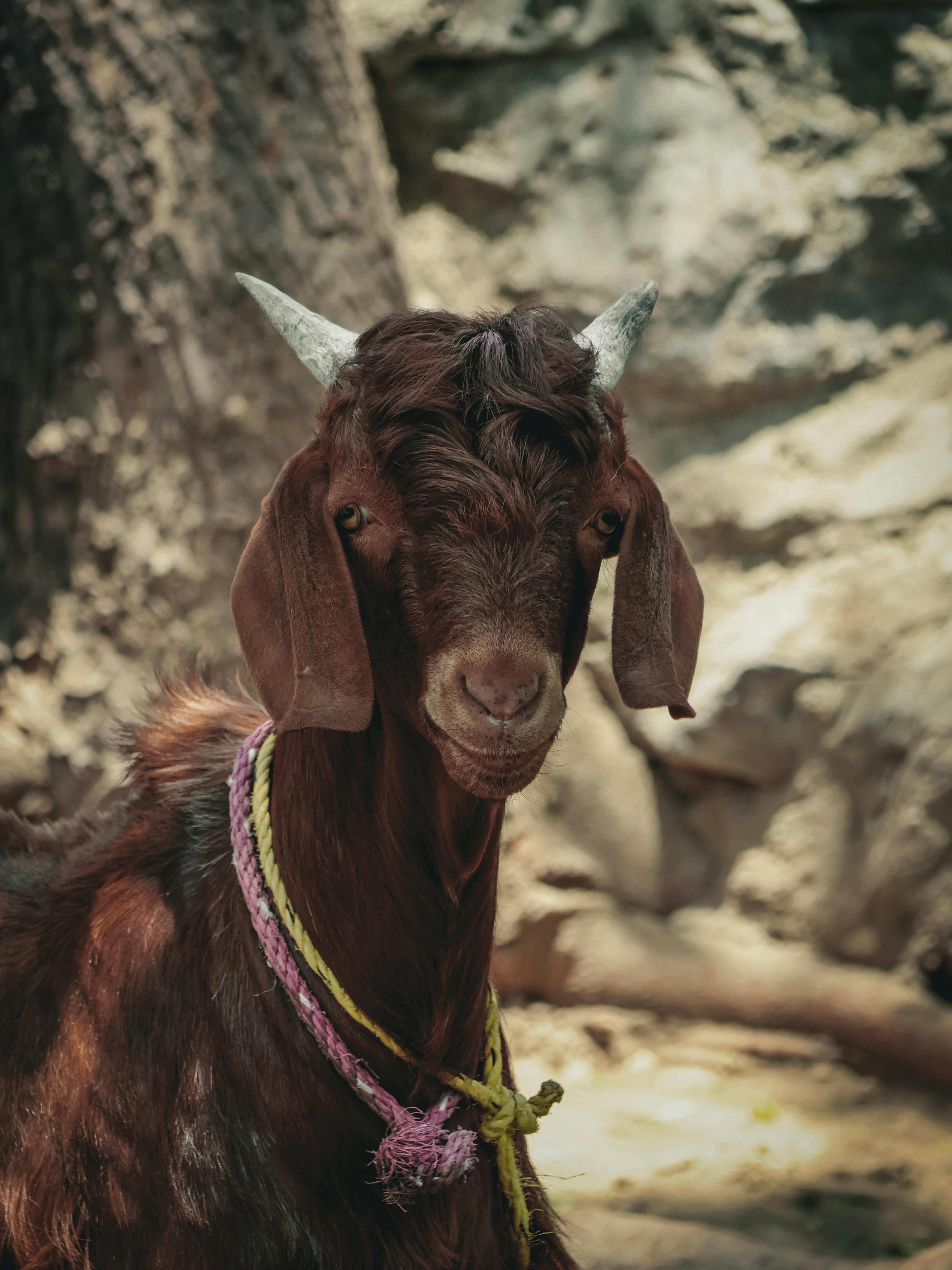 Gray Goat Photos, Download The BEST Free Gray Goat Stock Photos & HD Images