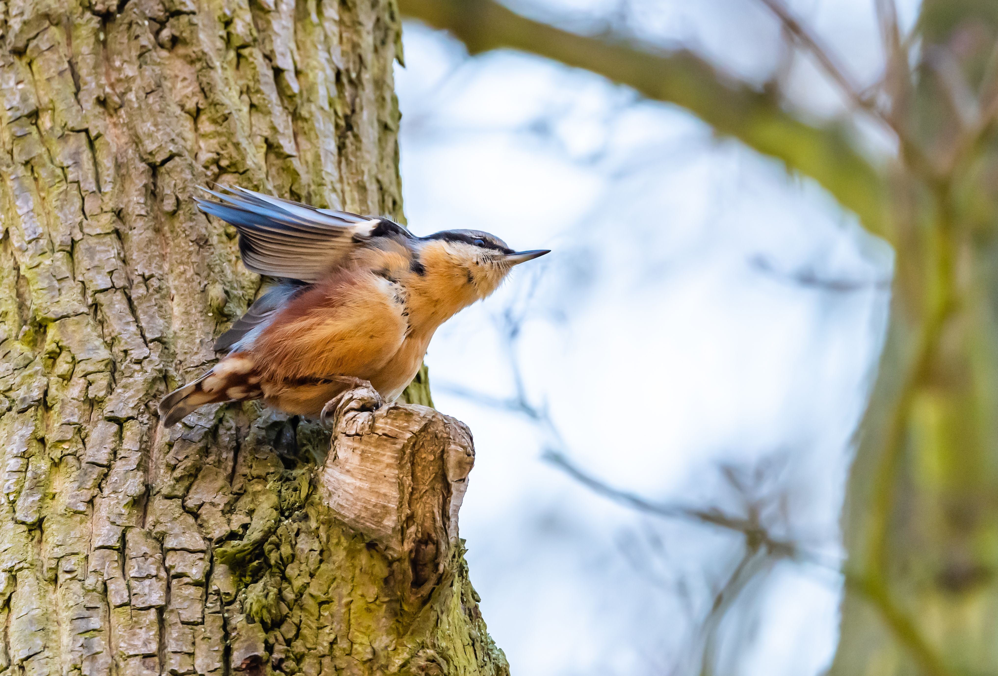 Wood Nuthatch on Tree · Free Stock Photo