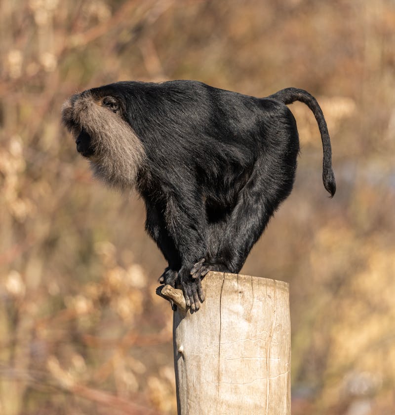 Black Monkey Photos, Download The BEST Free Black Monkey Stock Photos ...