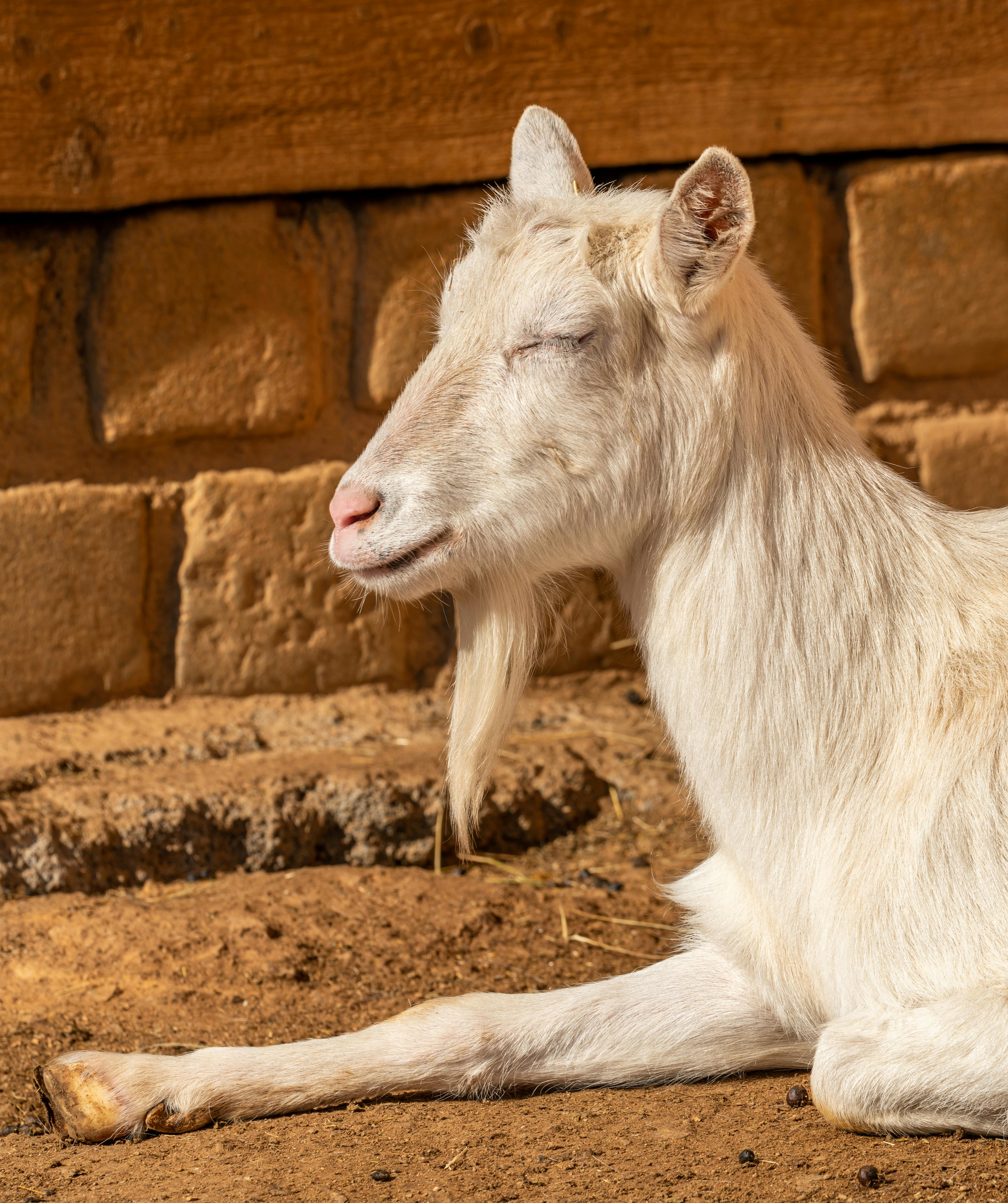 White Goat Lying Down · Free Stock Photo