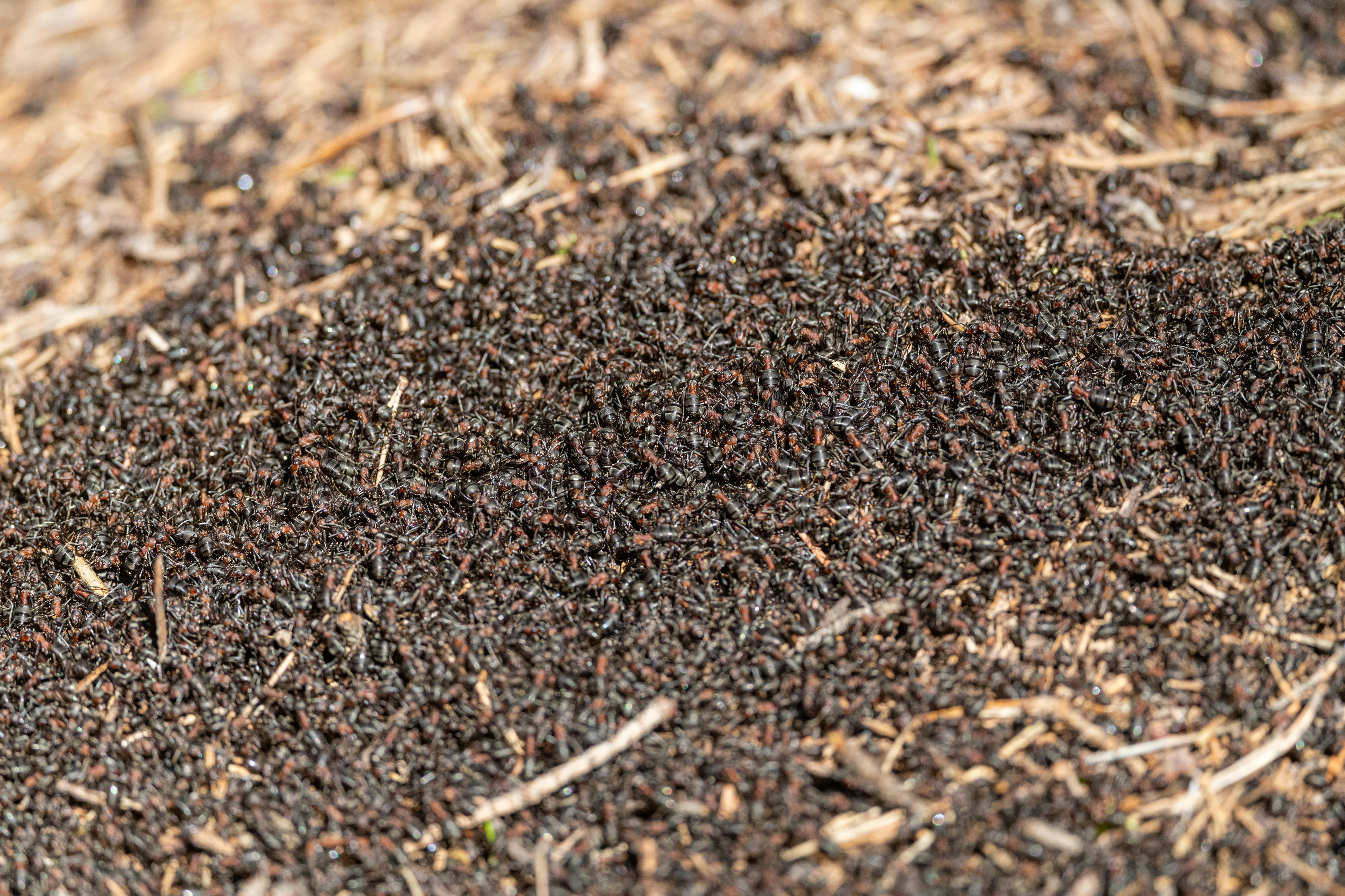 Close-up of a Swarm · Free Stock Photo