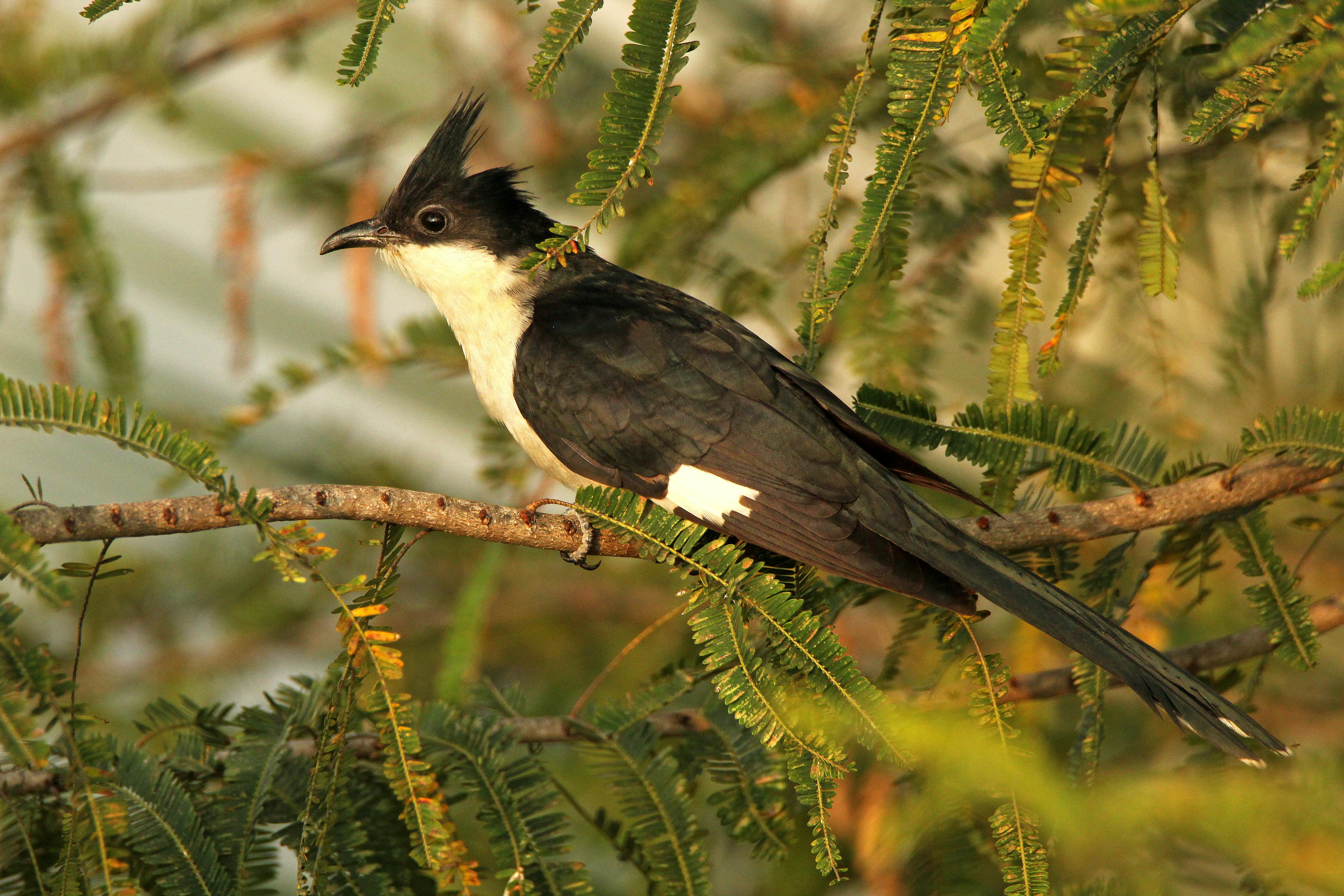 Close up of a Jacobin Cuckoo · Free Stock Photo