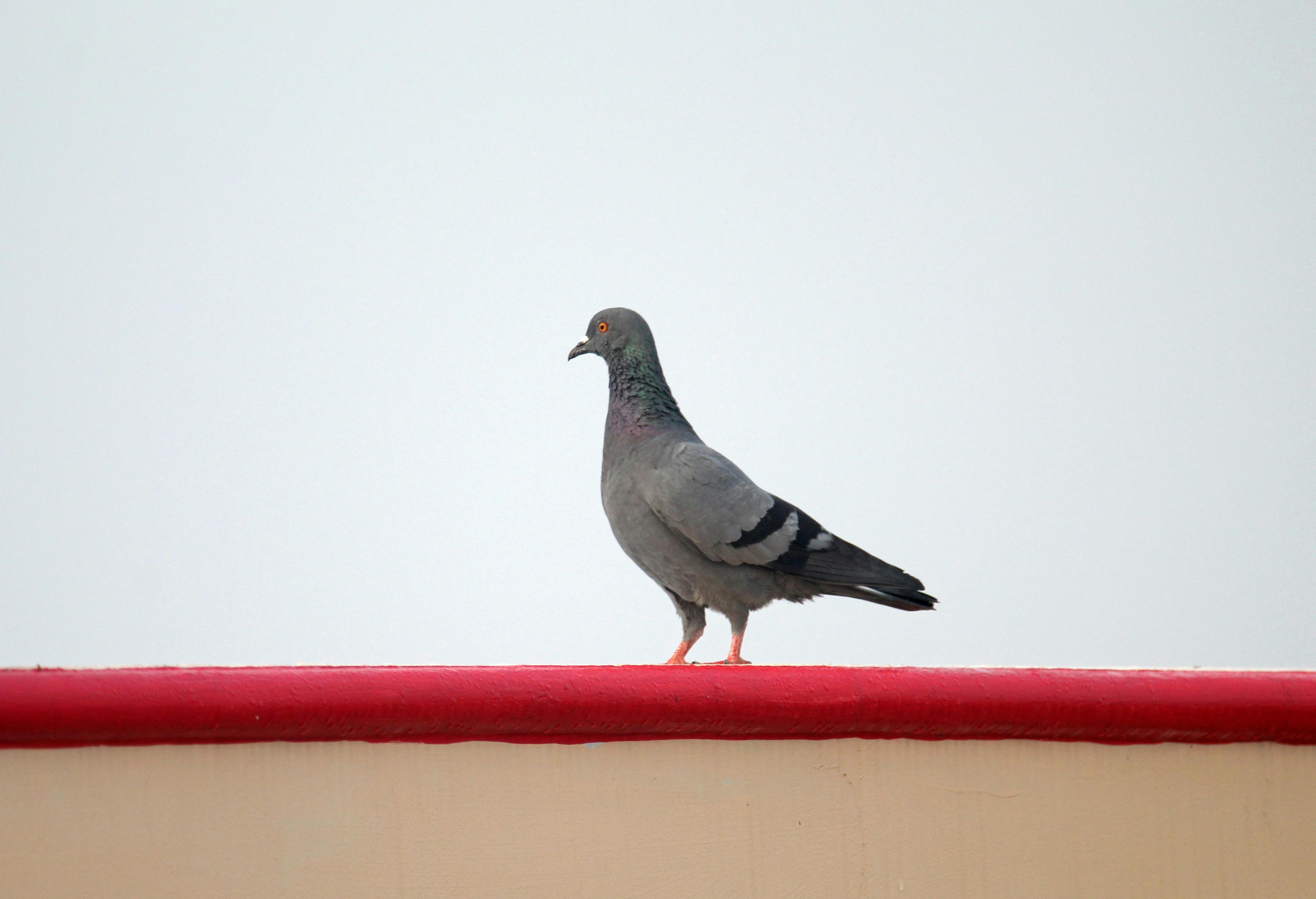 Homing Pigeon Photos, Download The BEST Free Homing Pigeon Stock Photos ...