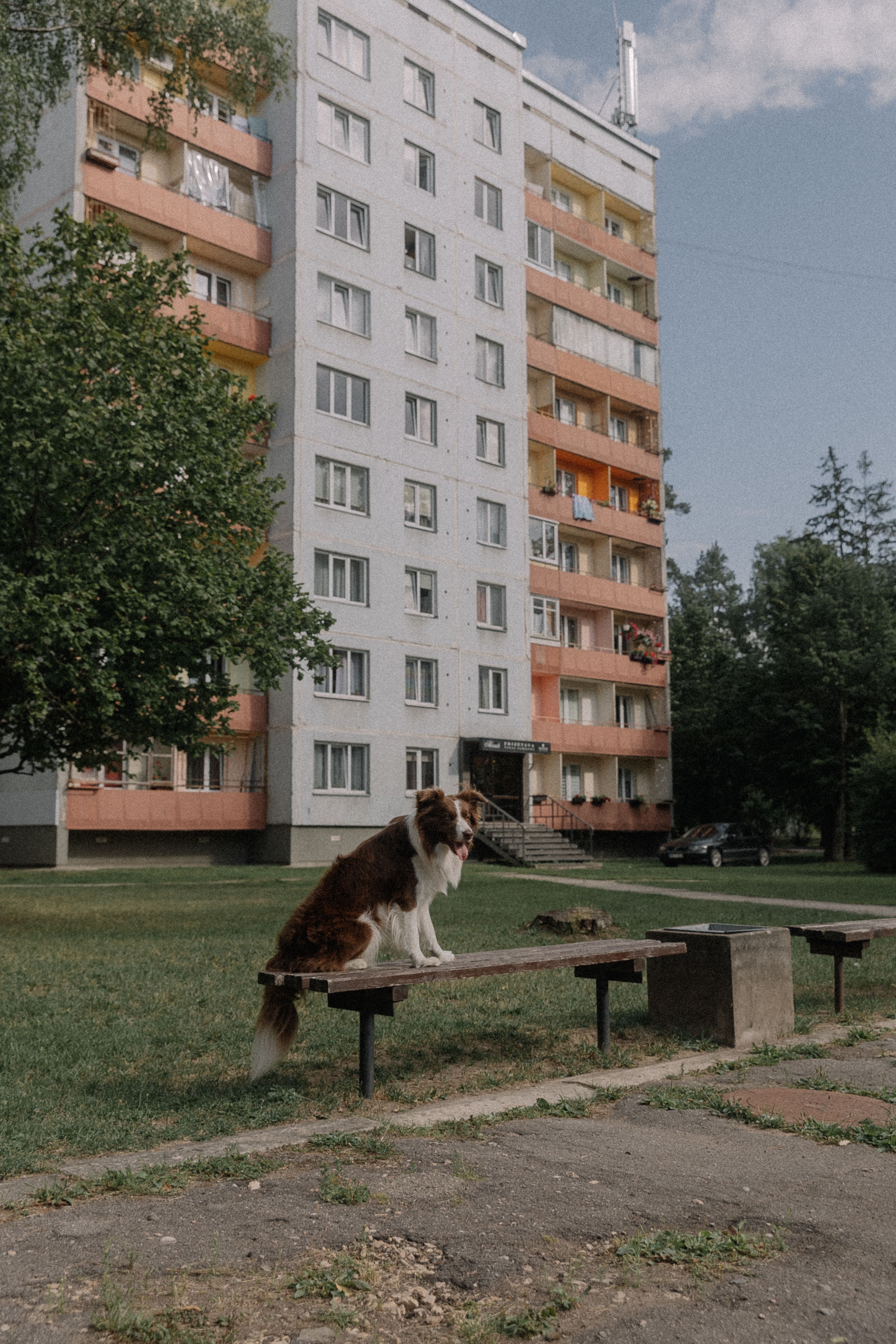 Dog on Bench by Residential Skyscraper · Free Stock Photo