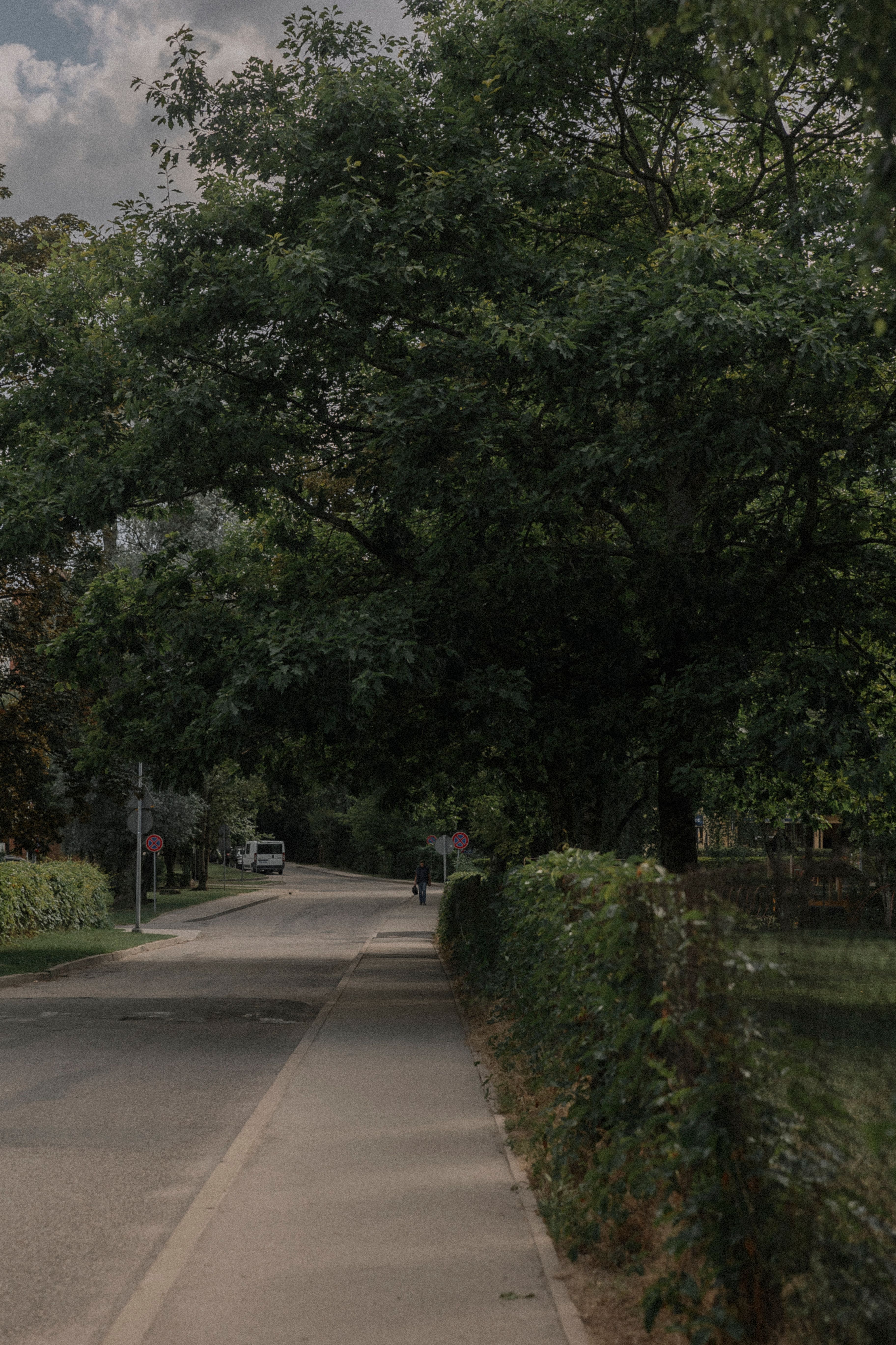 Trees over Empty Street and Sidewalk · Free Stock Photo