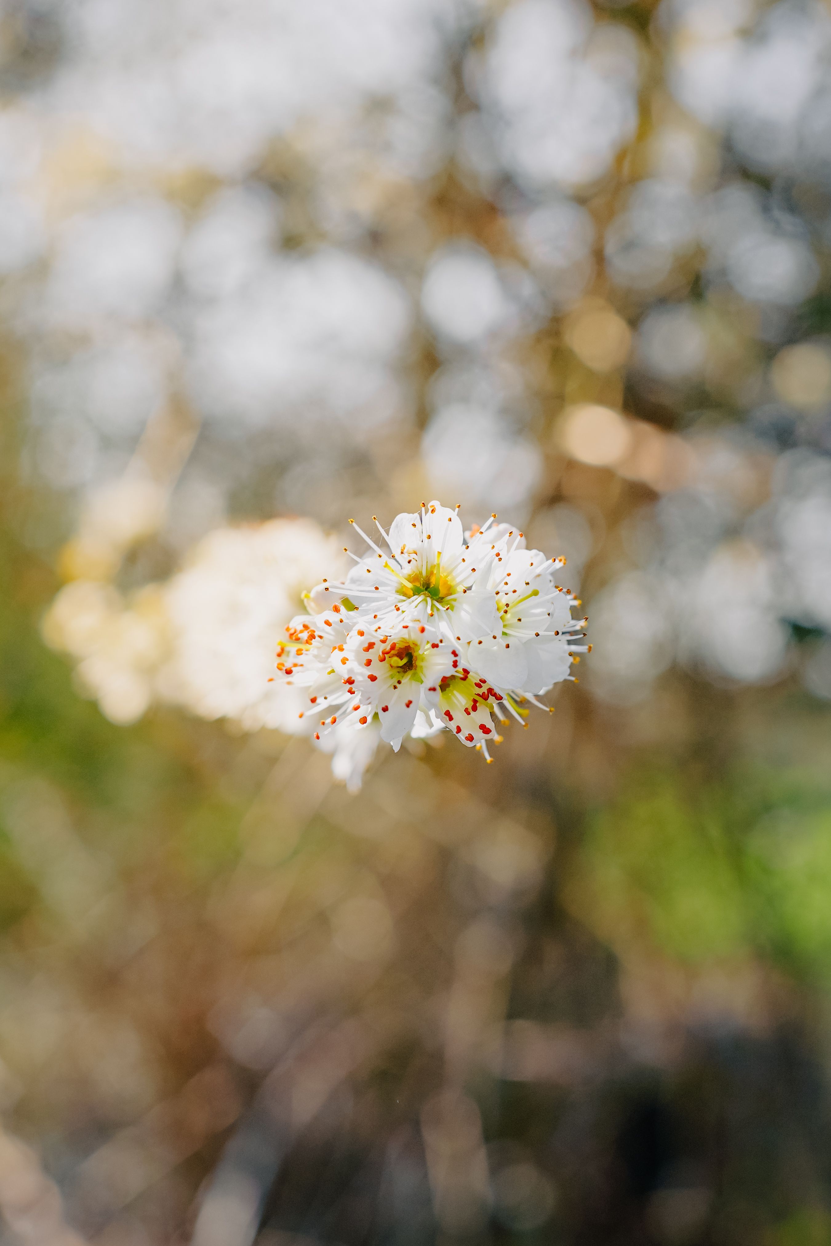 Selective Focus of a White Flower · Free Stock Photo