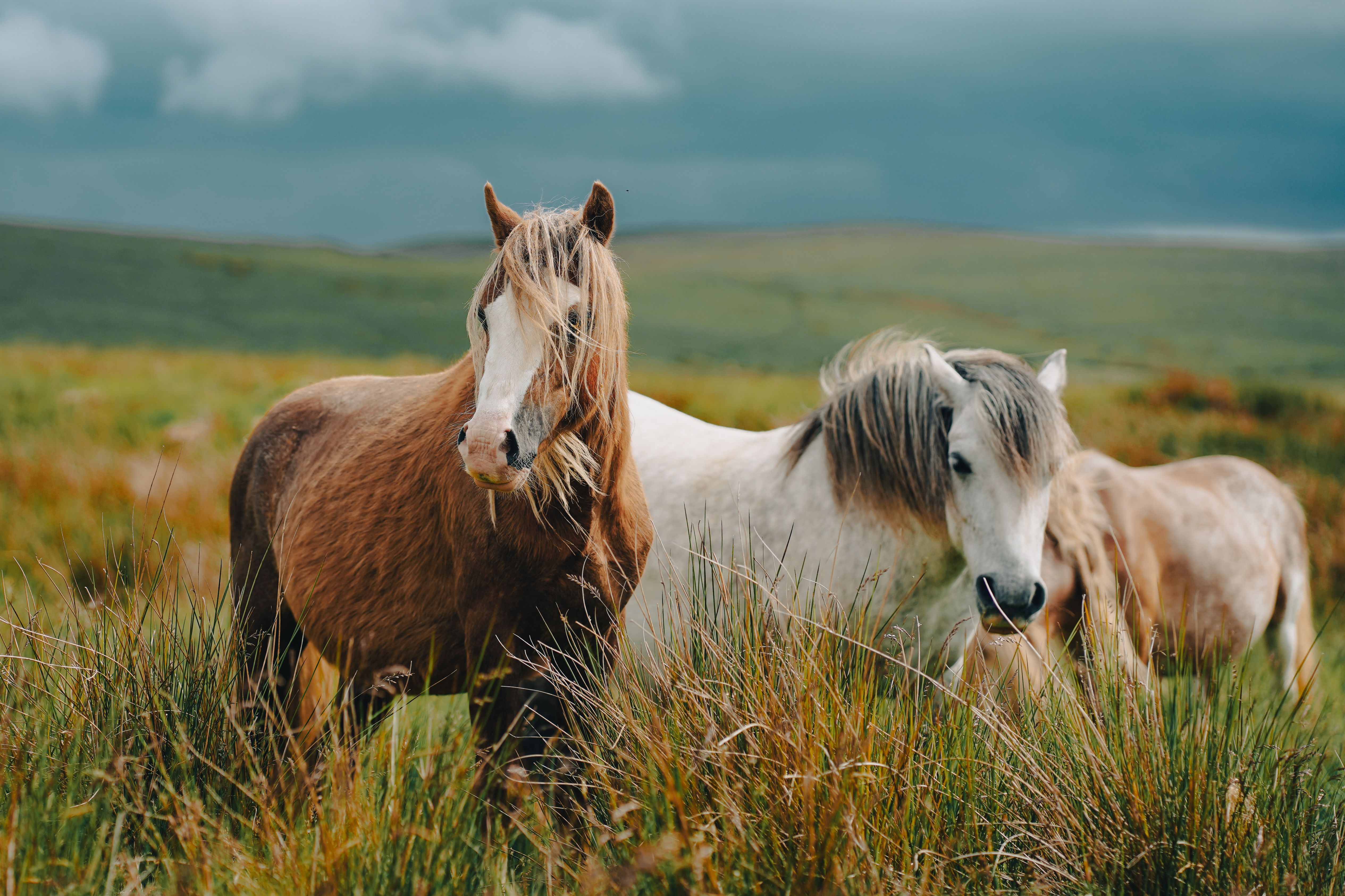 Horses in Countryside · Free Stock Photo