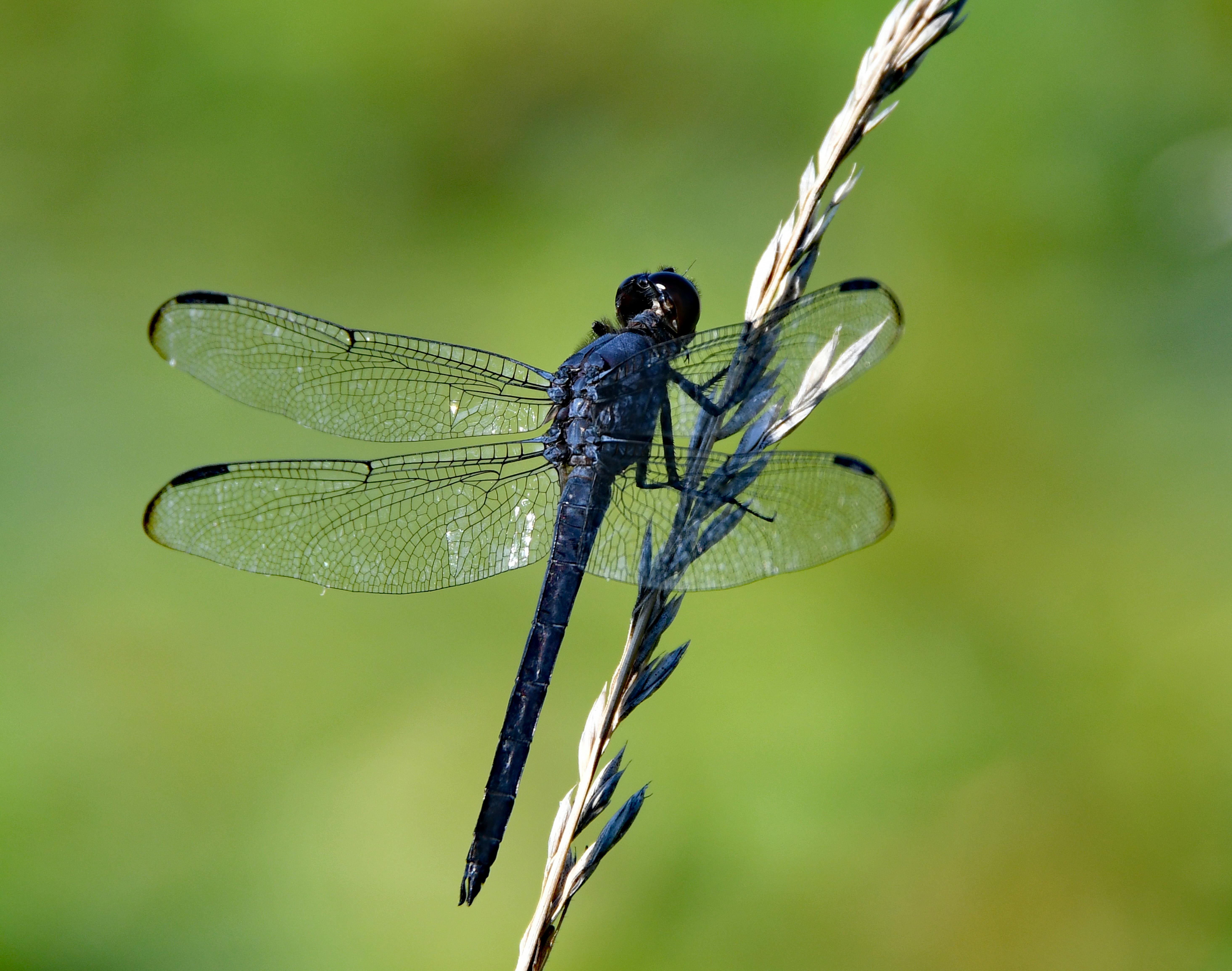 Dragonfly Perched on Human Finger in Closeup Photography · Free Stock Photo