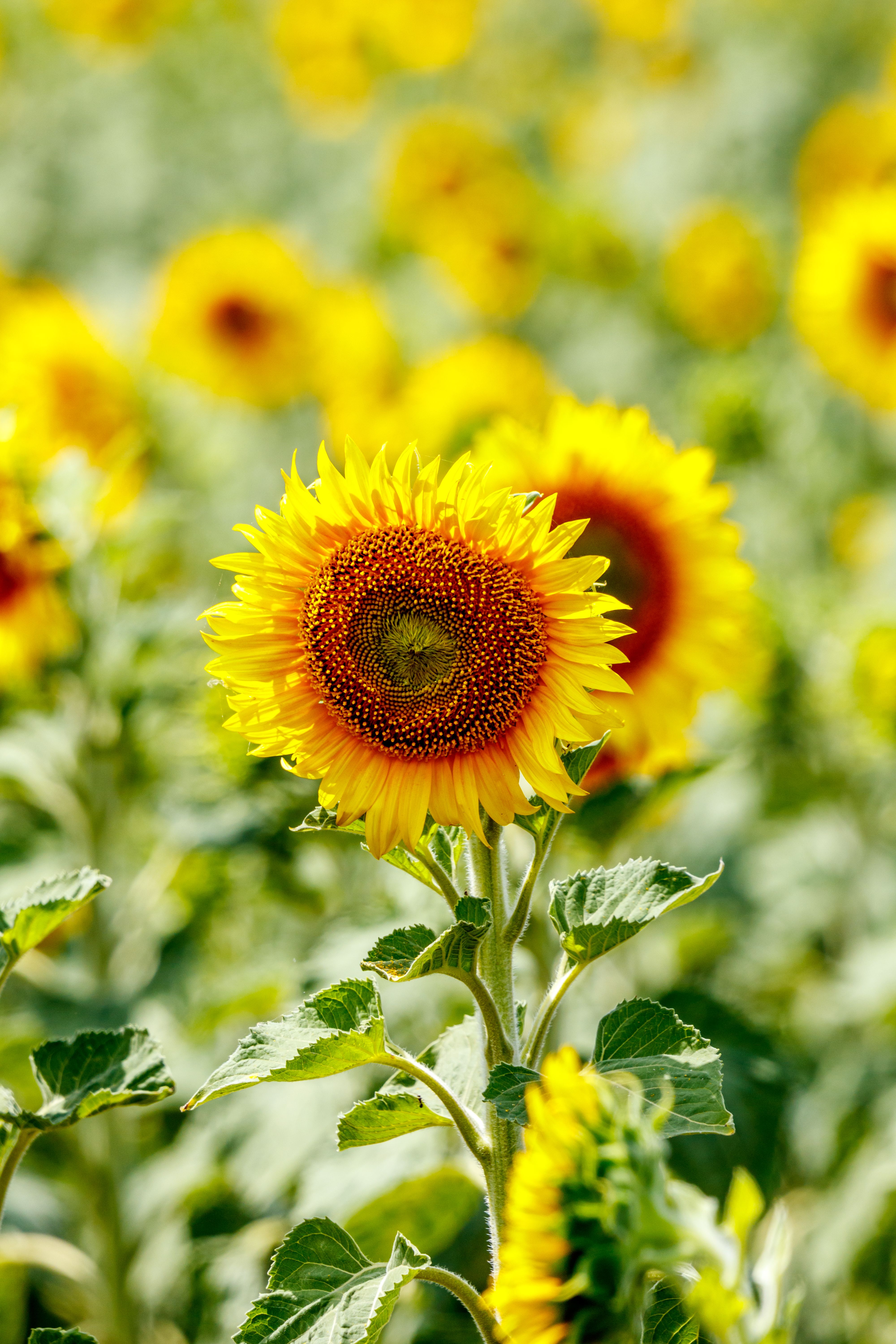 Sunflower With Sun Ray Photos, Download The BEST Free Sunflower With ...