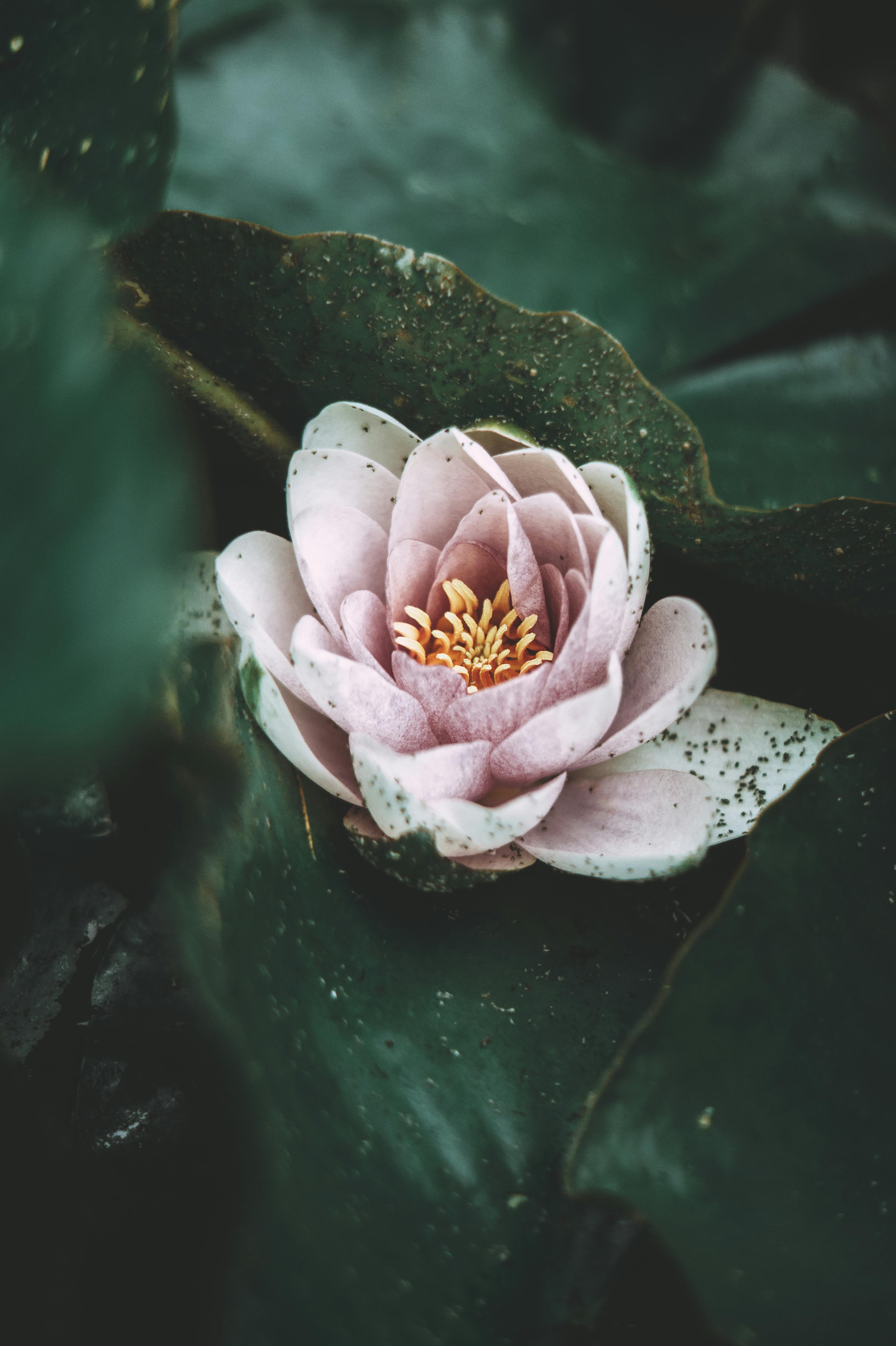 Tiger Lili Photos, Download The BEST Free Tiger Lili Stock Photos & HD ...