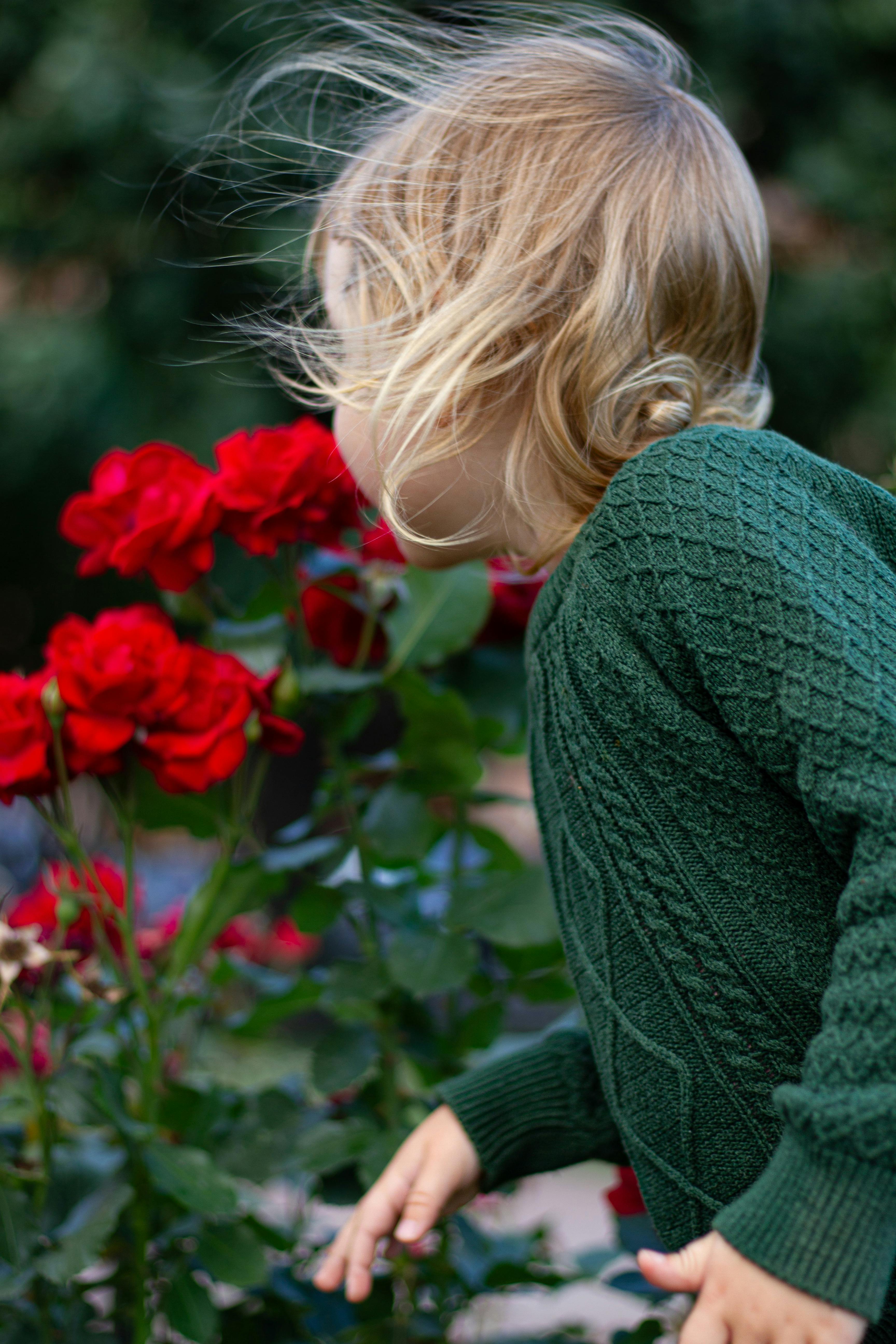 A Little Girl Smelling Red Roses in a Garden · Free Stock Photo