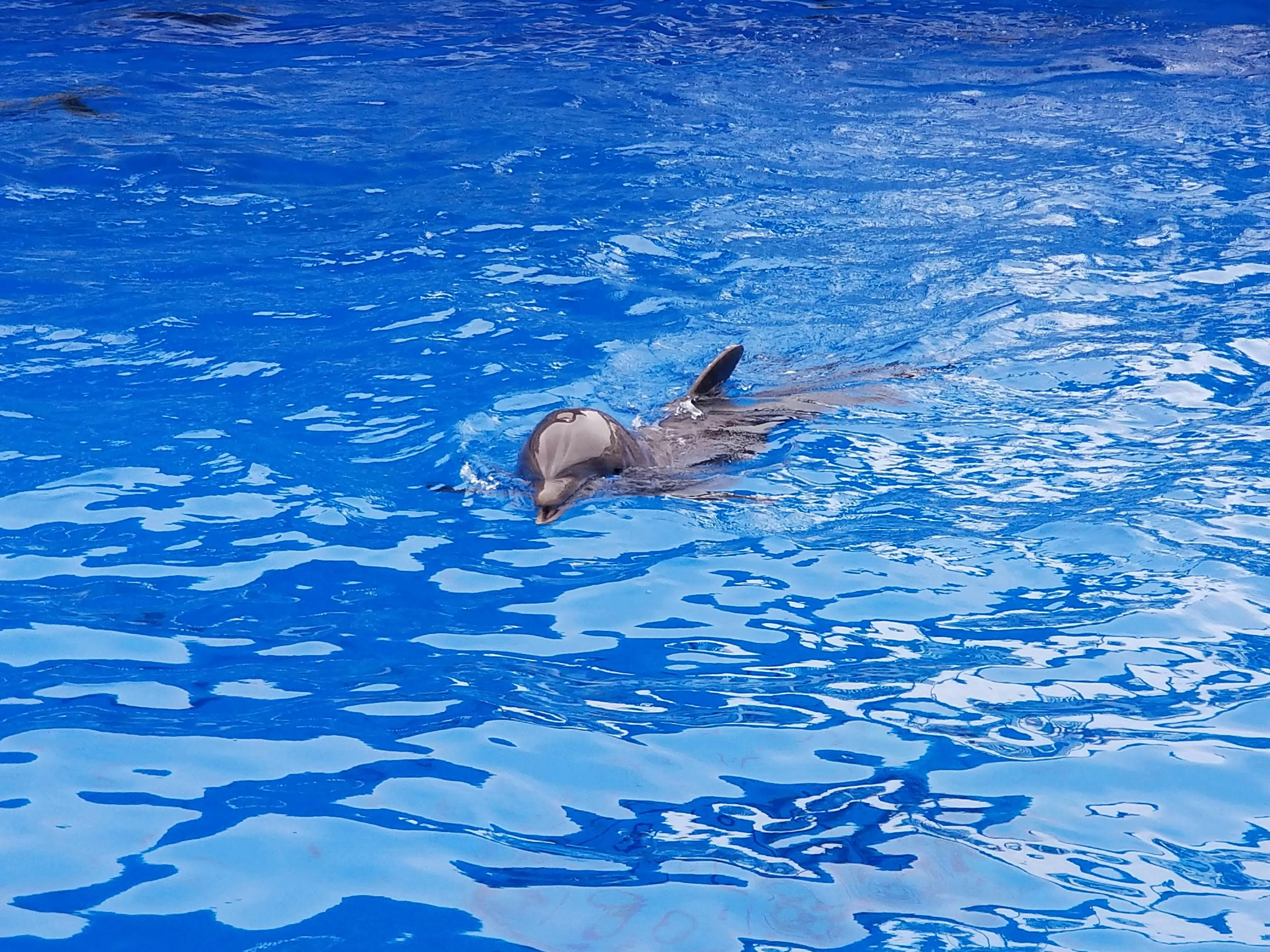 Dolphin's Head in the Surface · Free Stock Photo