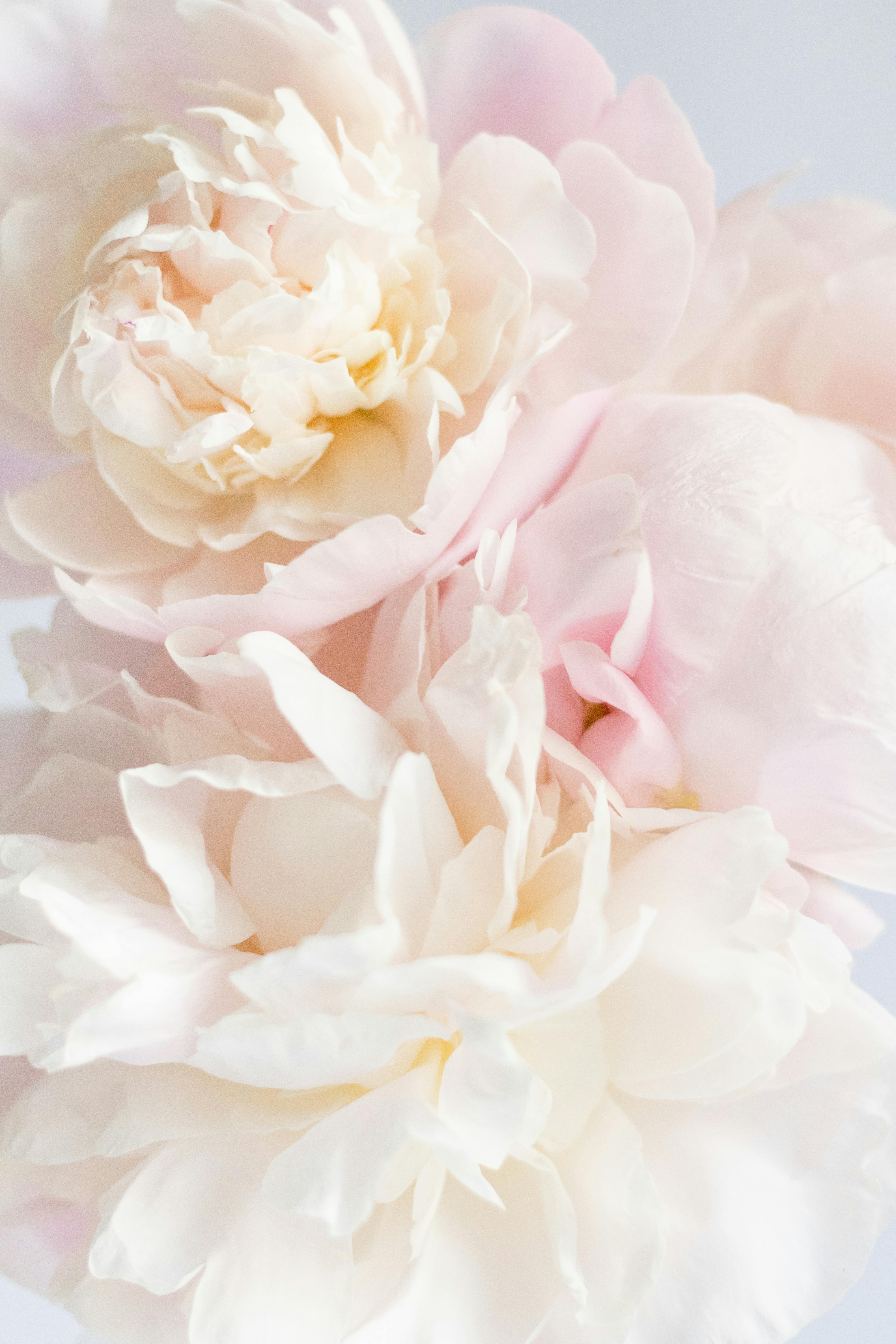 Close-up of a Bunch of Light Pink Peonies · Free Stock Photo