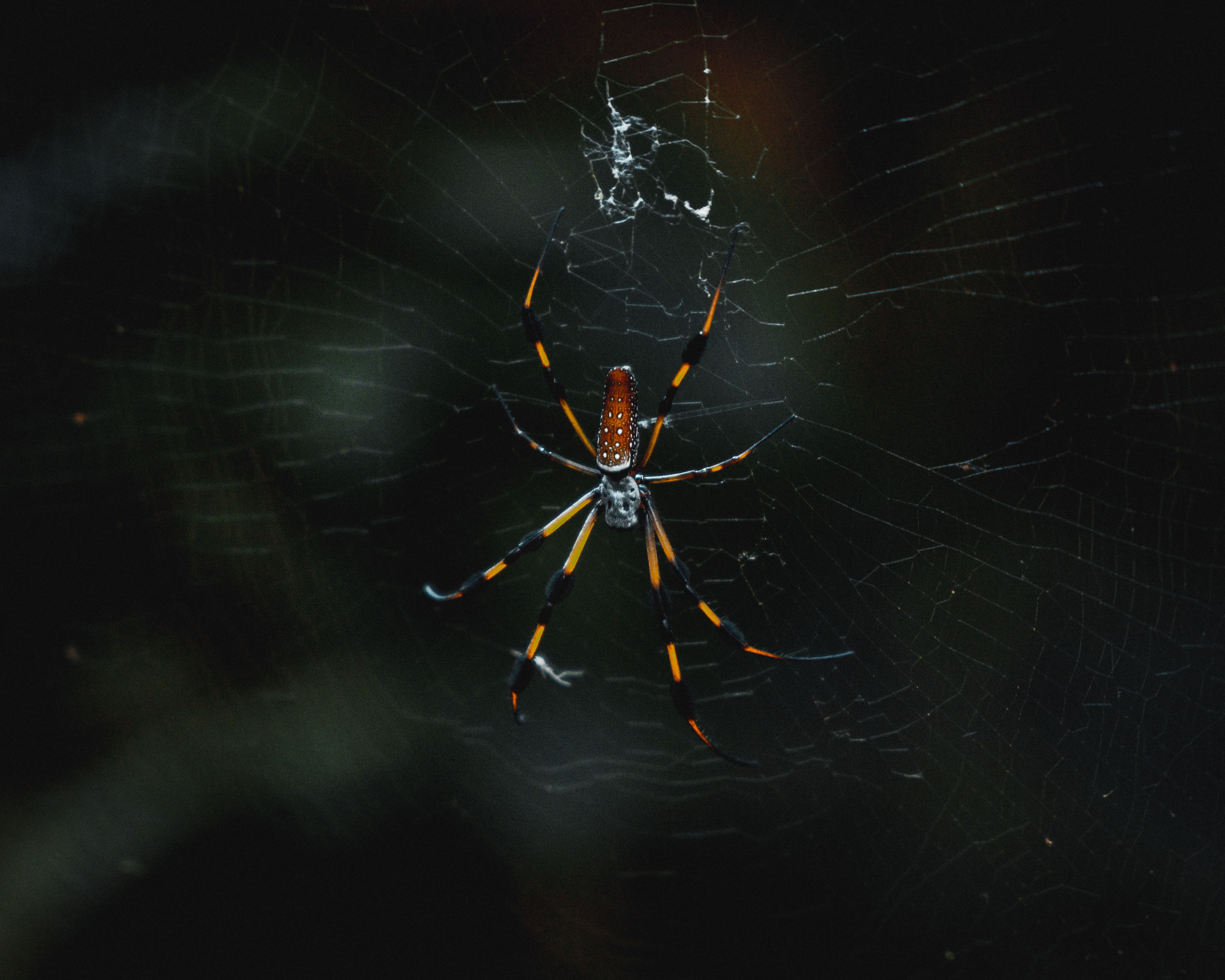 Brown Spider on a Cobweb · Free Stock Photo