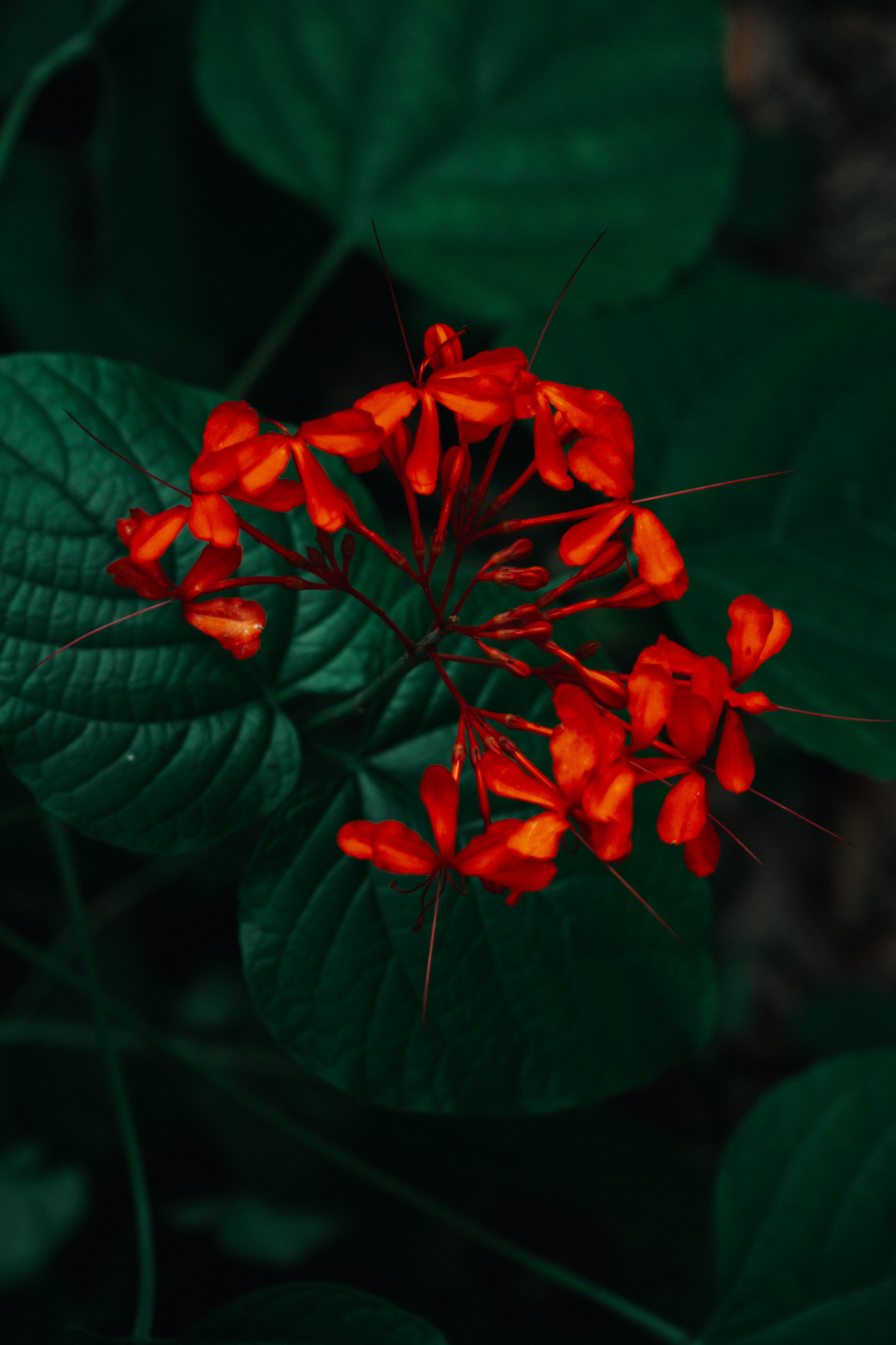 Close up of Red Flower · Free Stock Photo