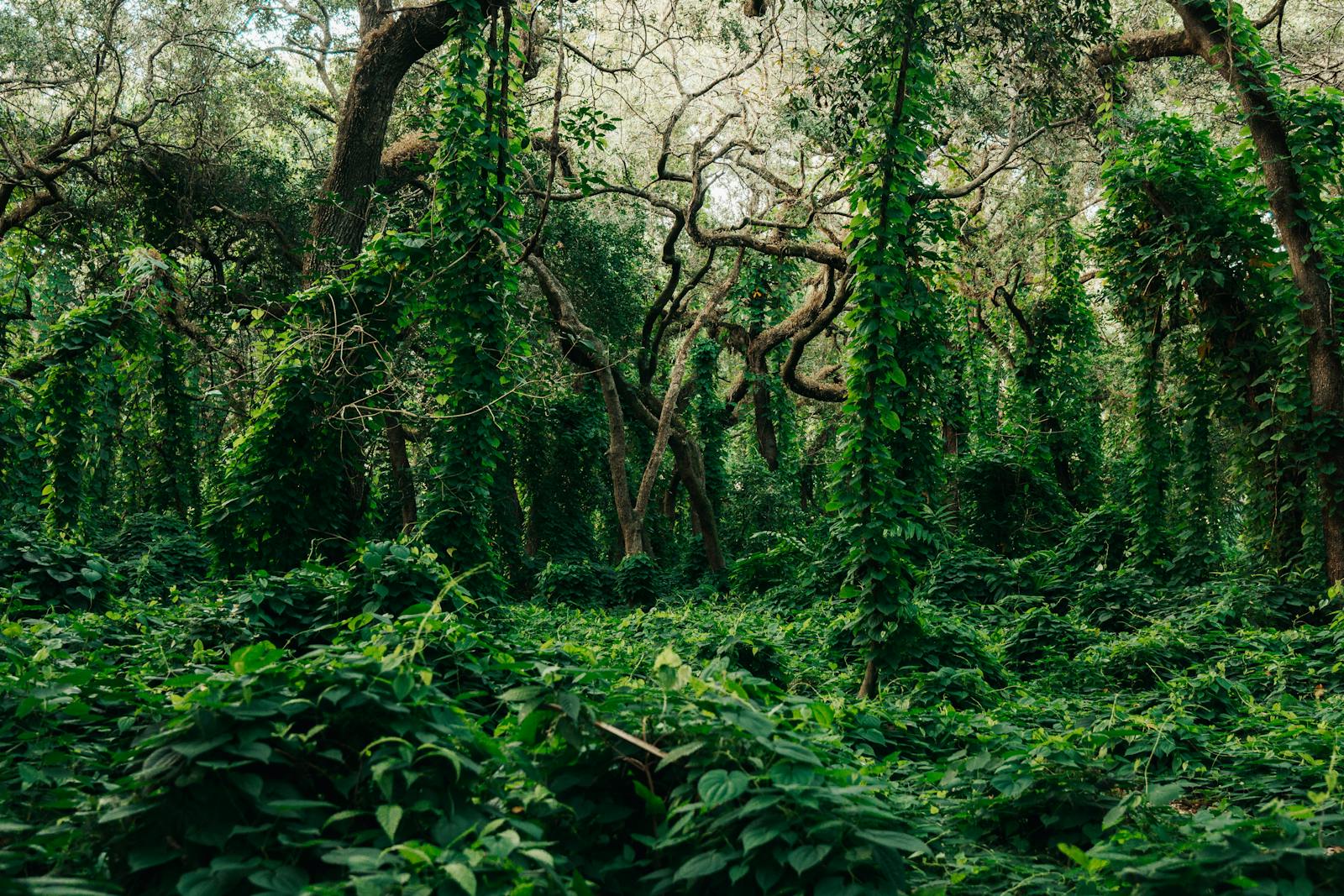 Deep Forest Wallpaper Photos, Download The BEST Free Deep Forest ...