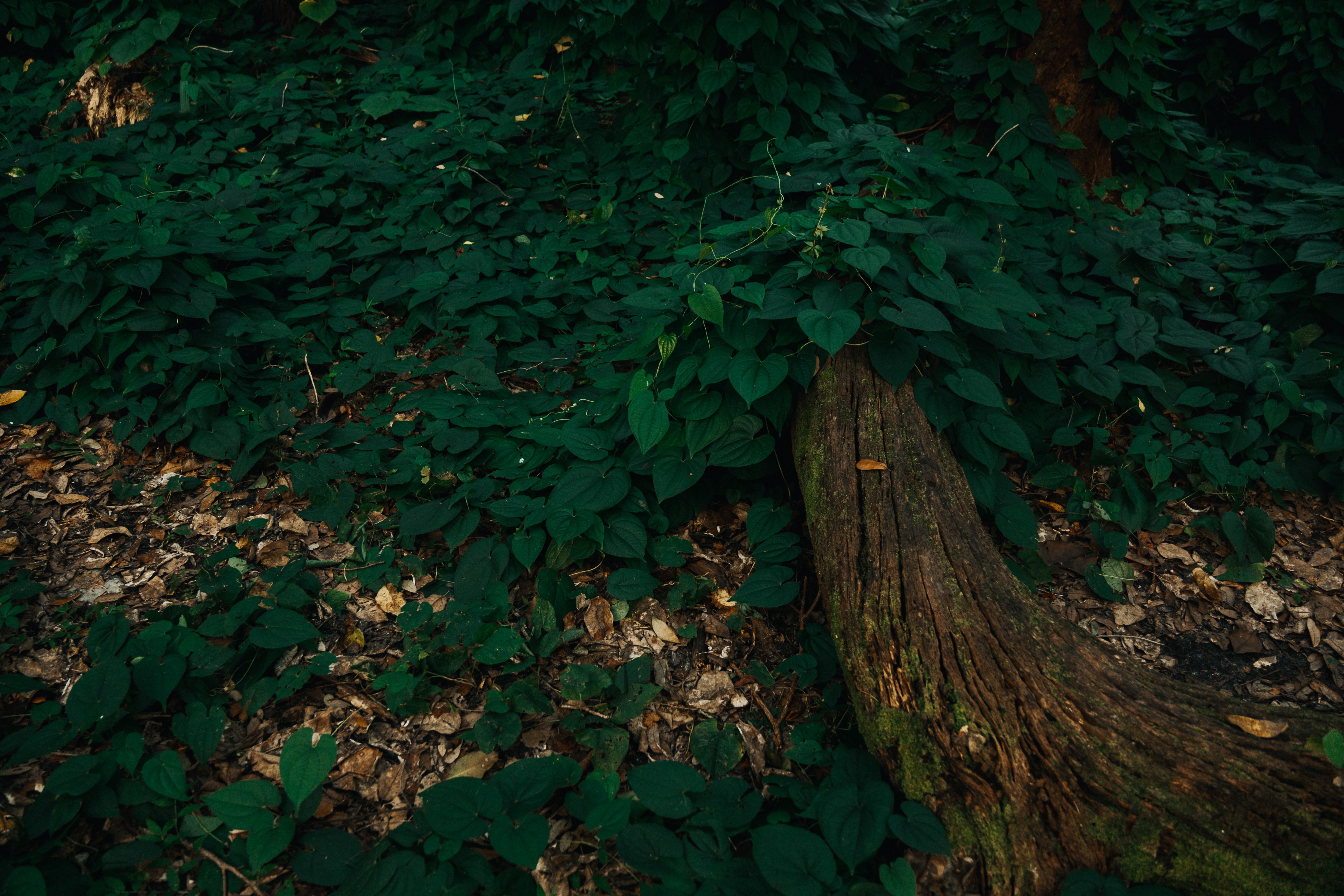 Green Leaves around Tree Trunk · Free Stock Photo