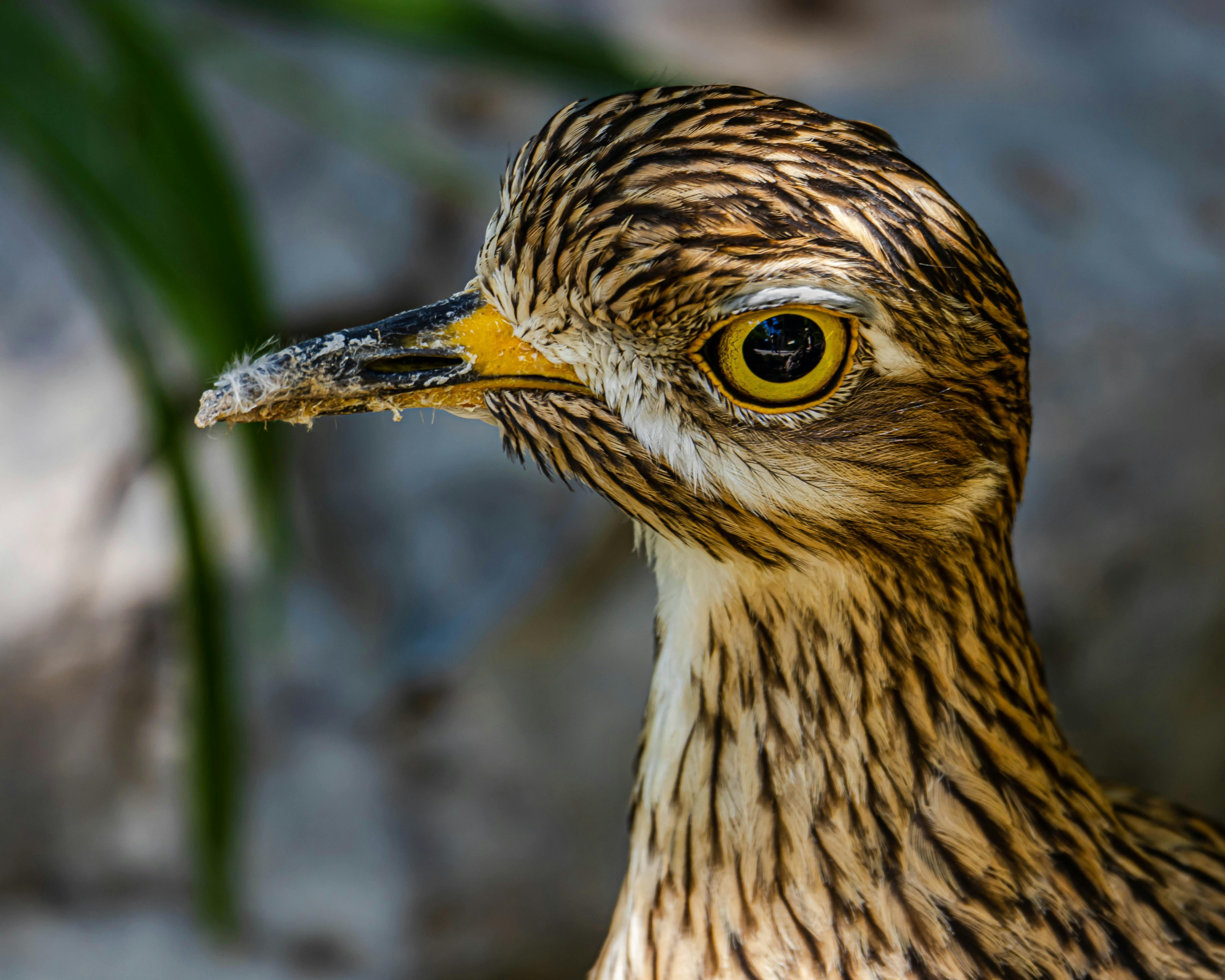 Head of Stone-curlew · Free Stock Photo