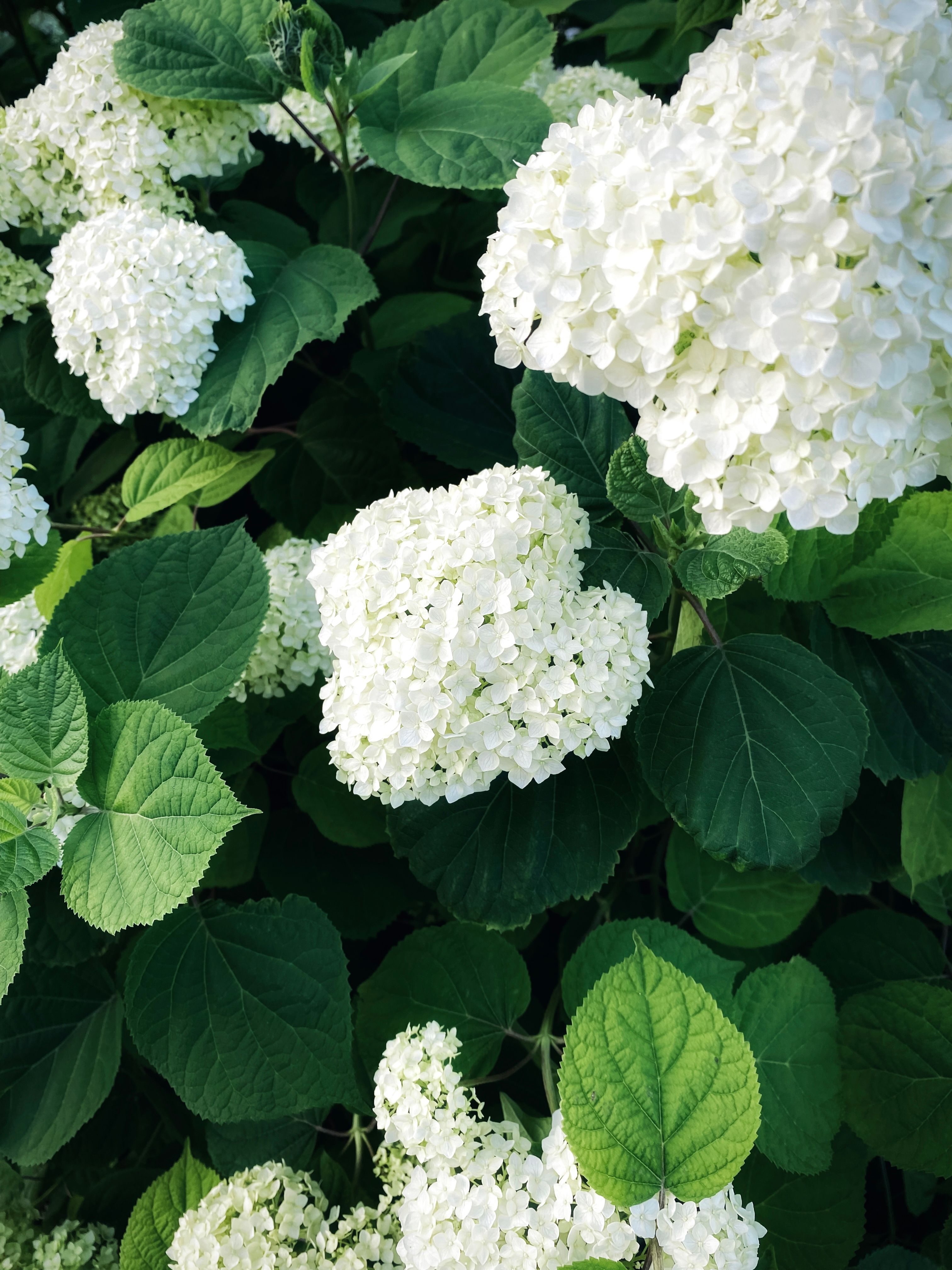 Close-up of White Hydrangea · Free Stock Photo