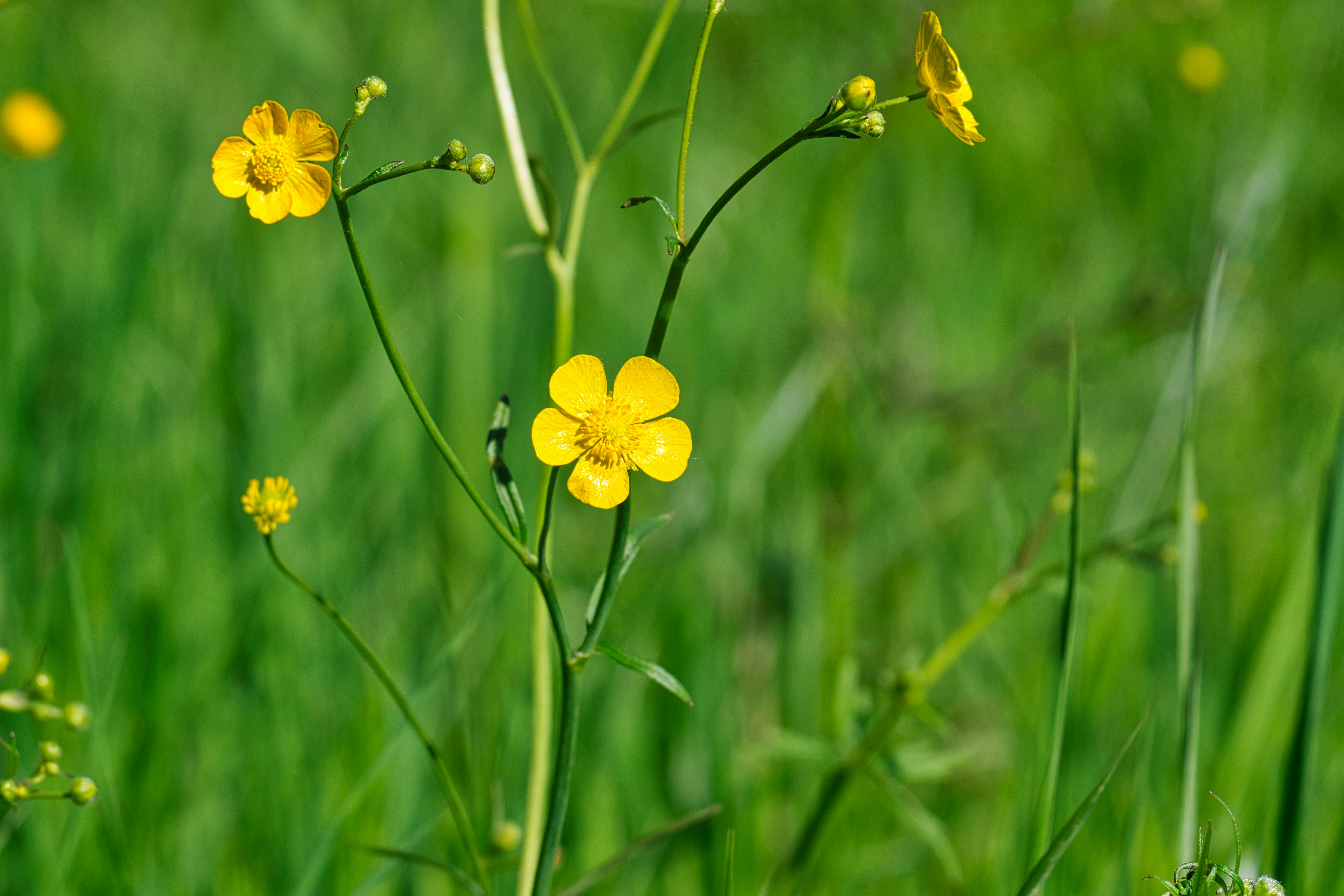 Yellow Meadow Buttercup Flower Field · Free Stock Photo