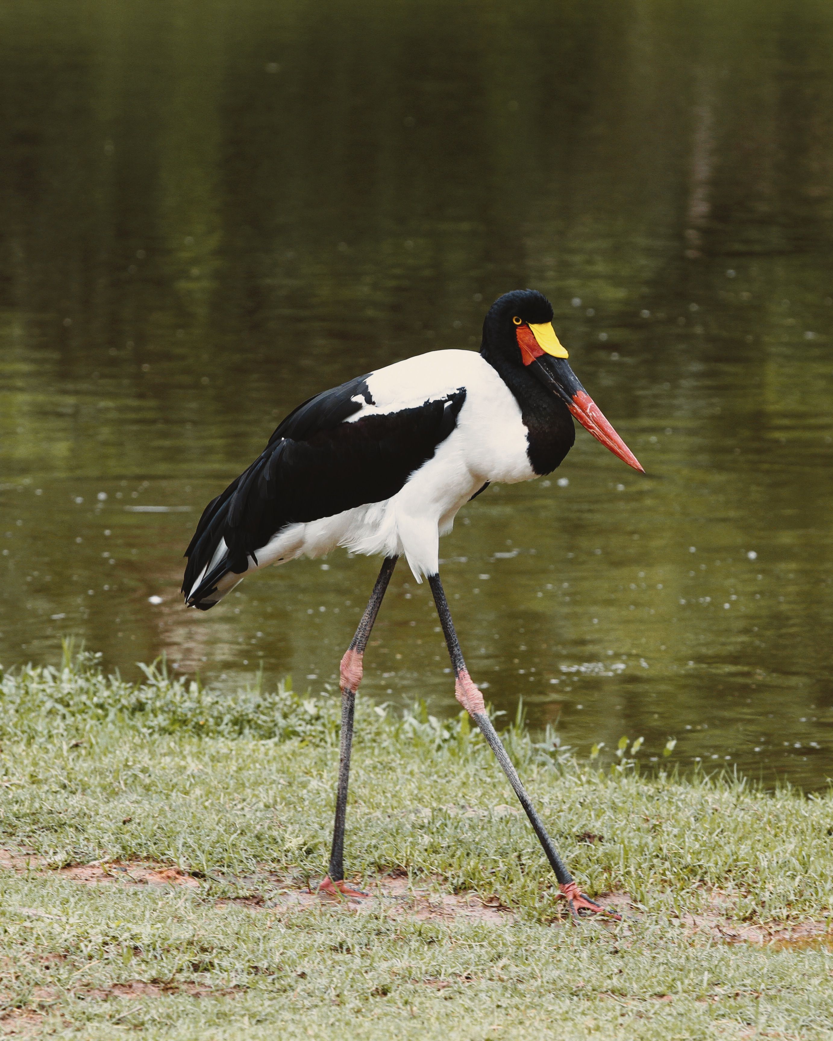 A Saddle Billed Stork Walking by a Riverside · Free Stock Photo