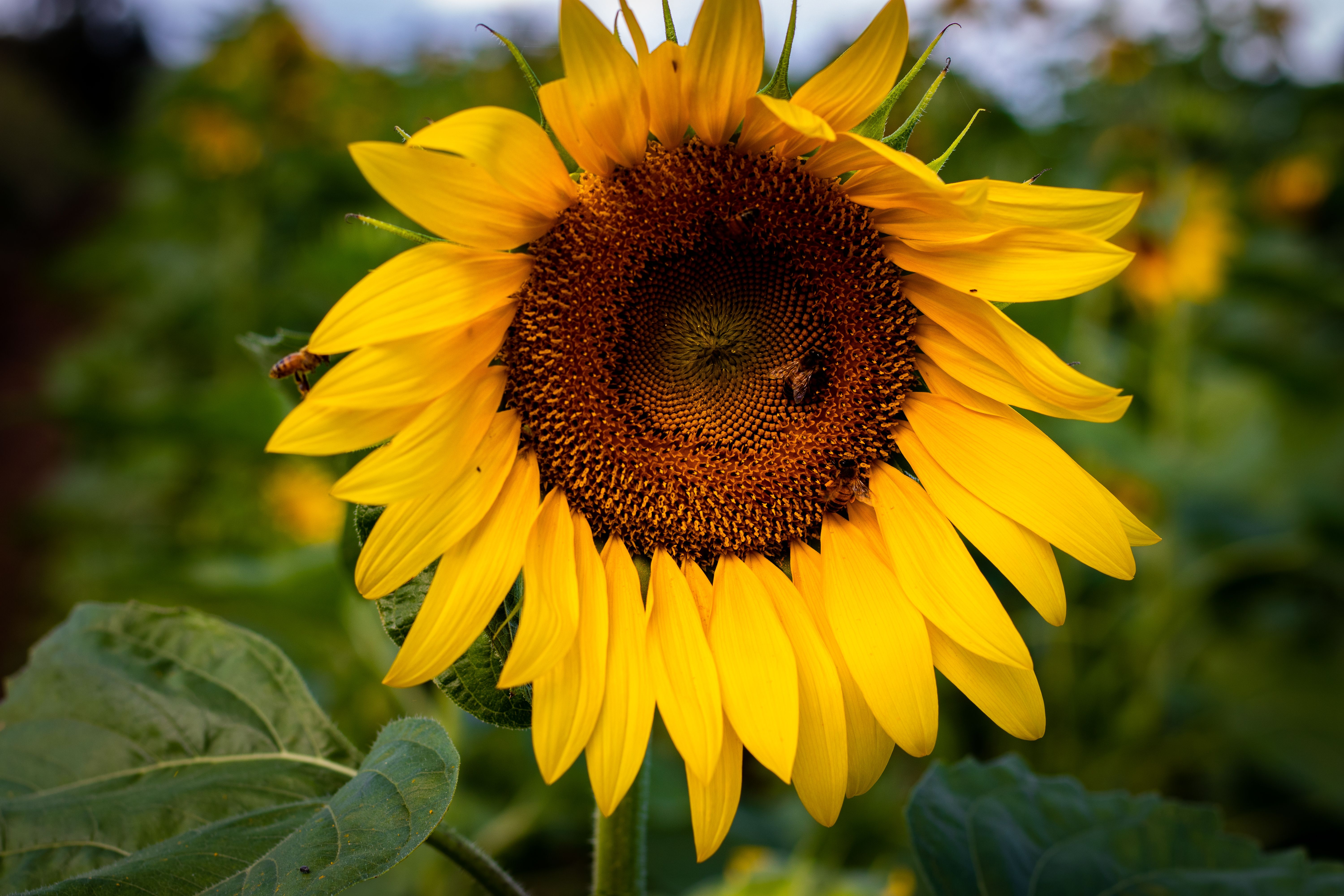 Close up of Sunflower · Free Stock Photo